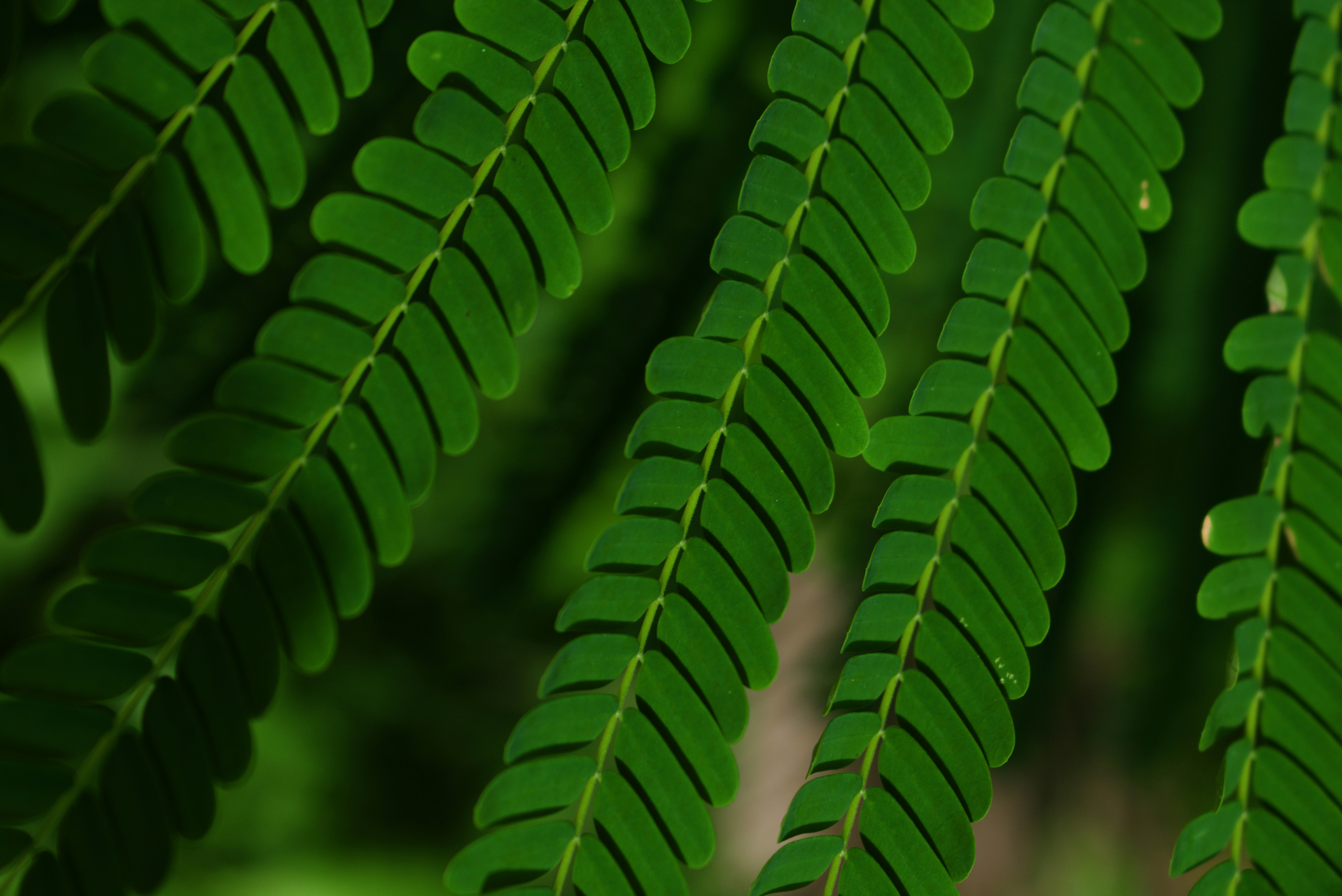 Emerald Fronds: A Close-Up of Leaflet Geometry