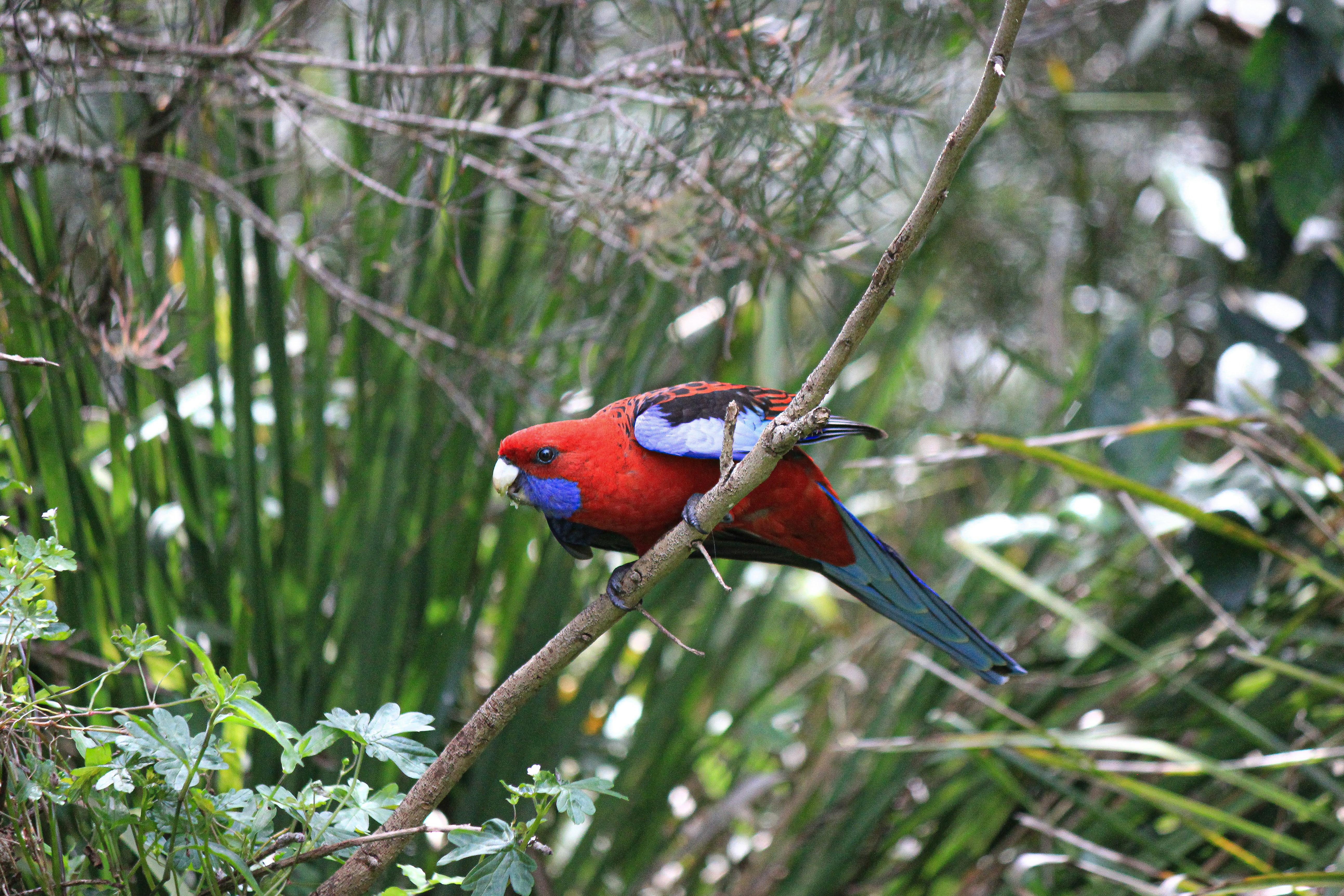 Scarlet Kingfisher Resting on a Moonlit Branch