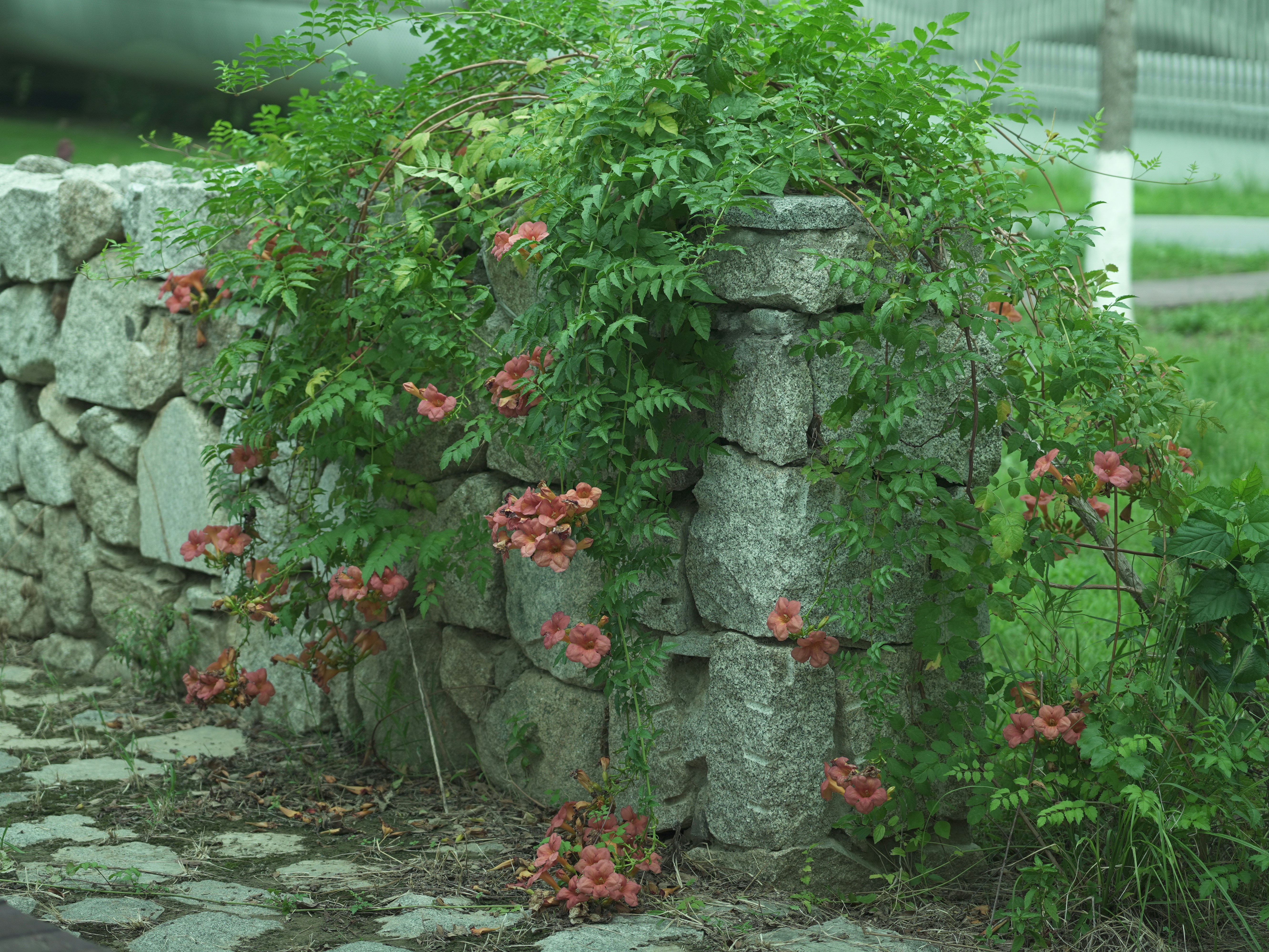 Mossy stone wall covered with green vines and pink blooms along a quiet garden path.