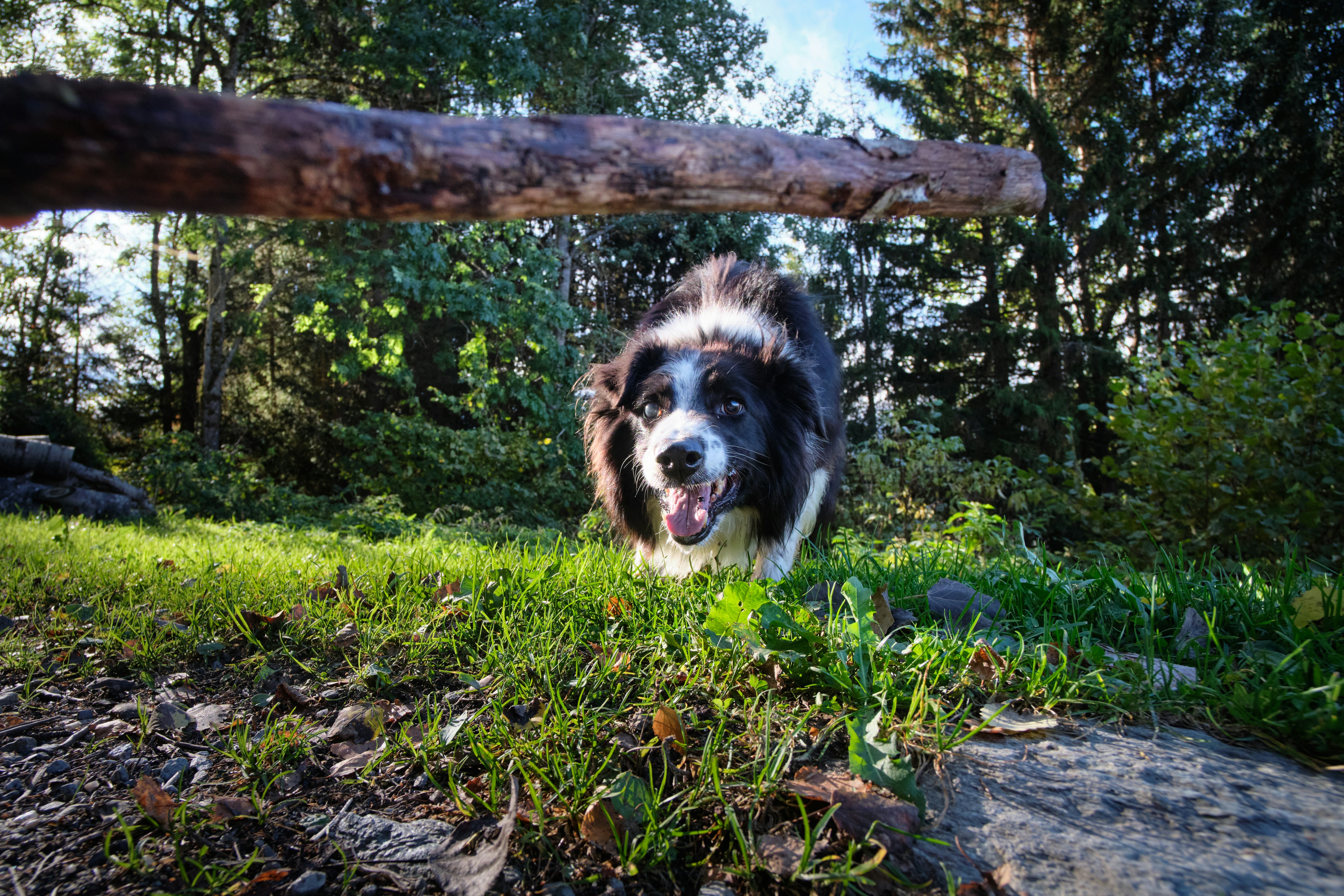 Border Collie in Sunlit Clearing: A Moment of Play