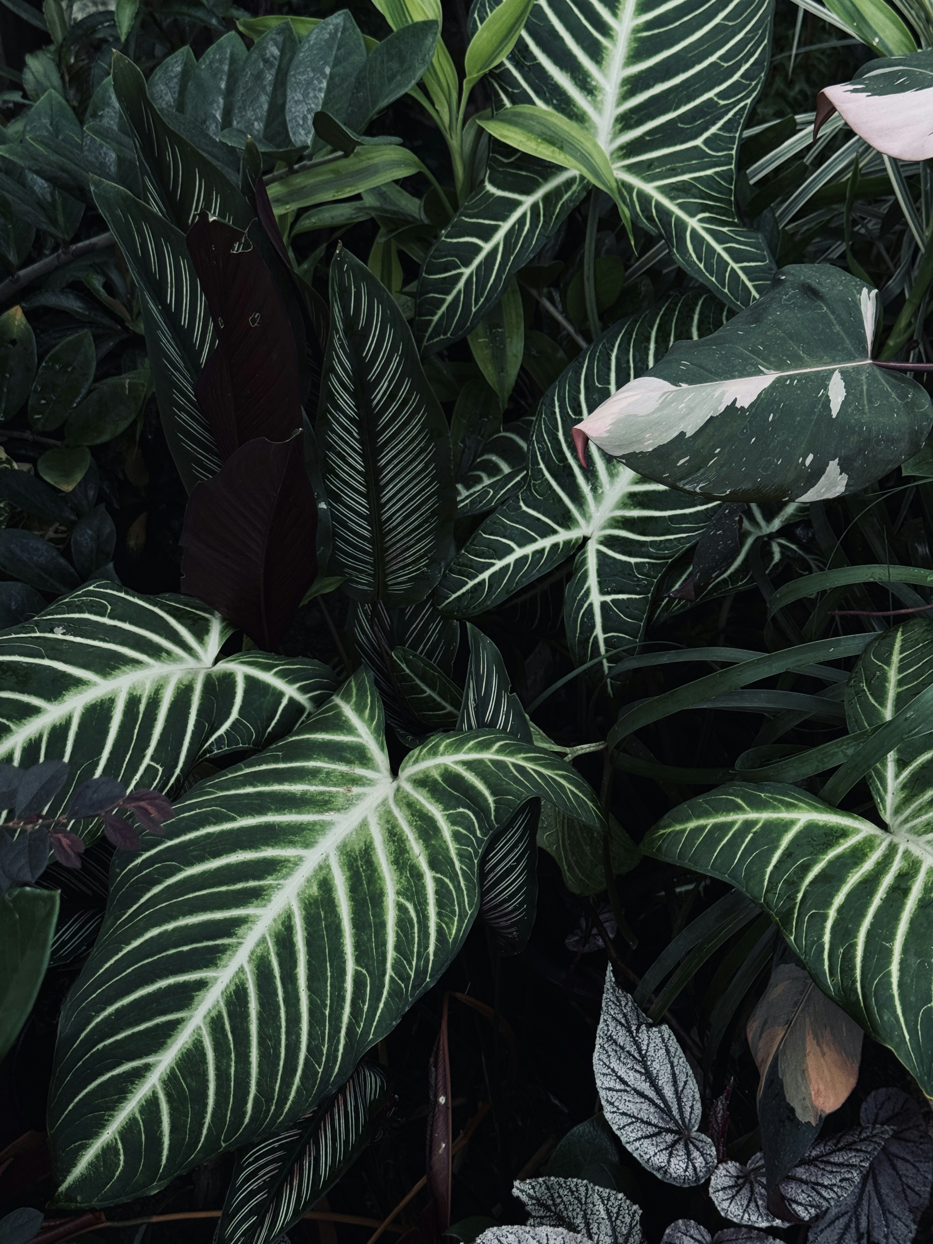 Green Vein Symphony: Stripes of Light Through Jungle Foliage