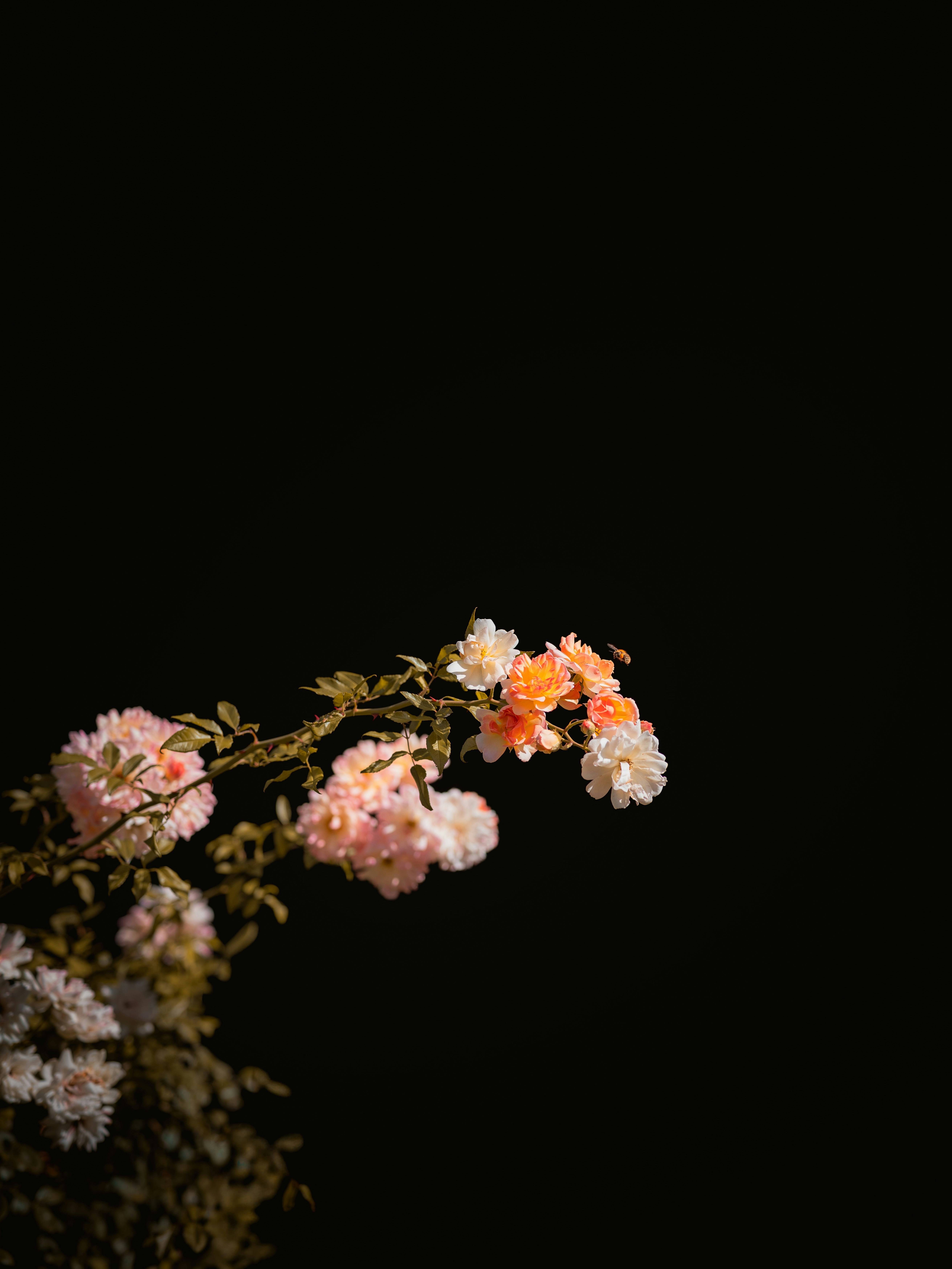 Knee-High Bloom: A Gentle Arc of Peonies Against Night