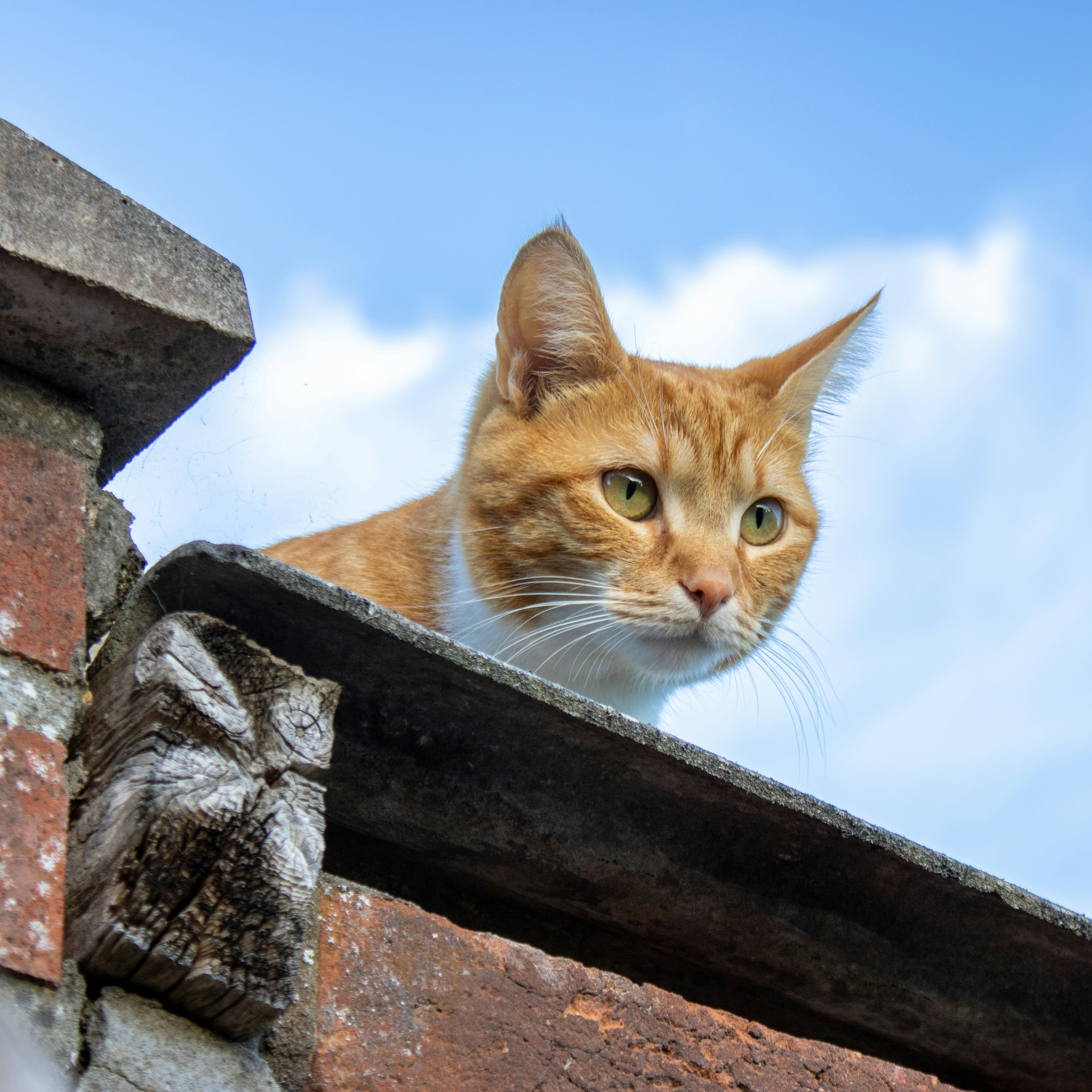 Watchful Guardian Above the Brick Perimeter