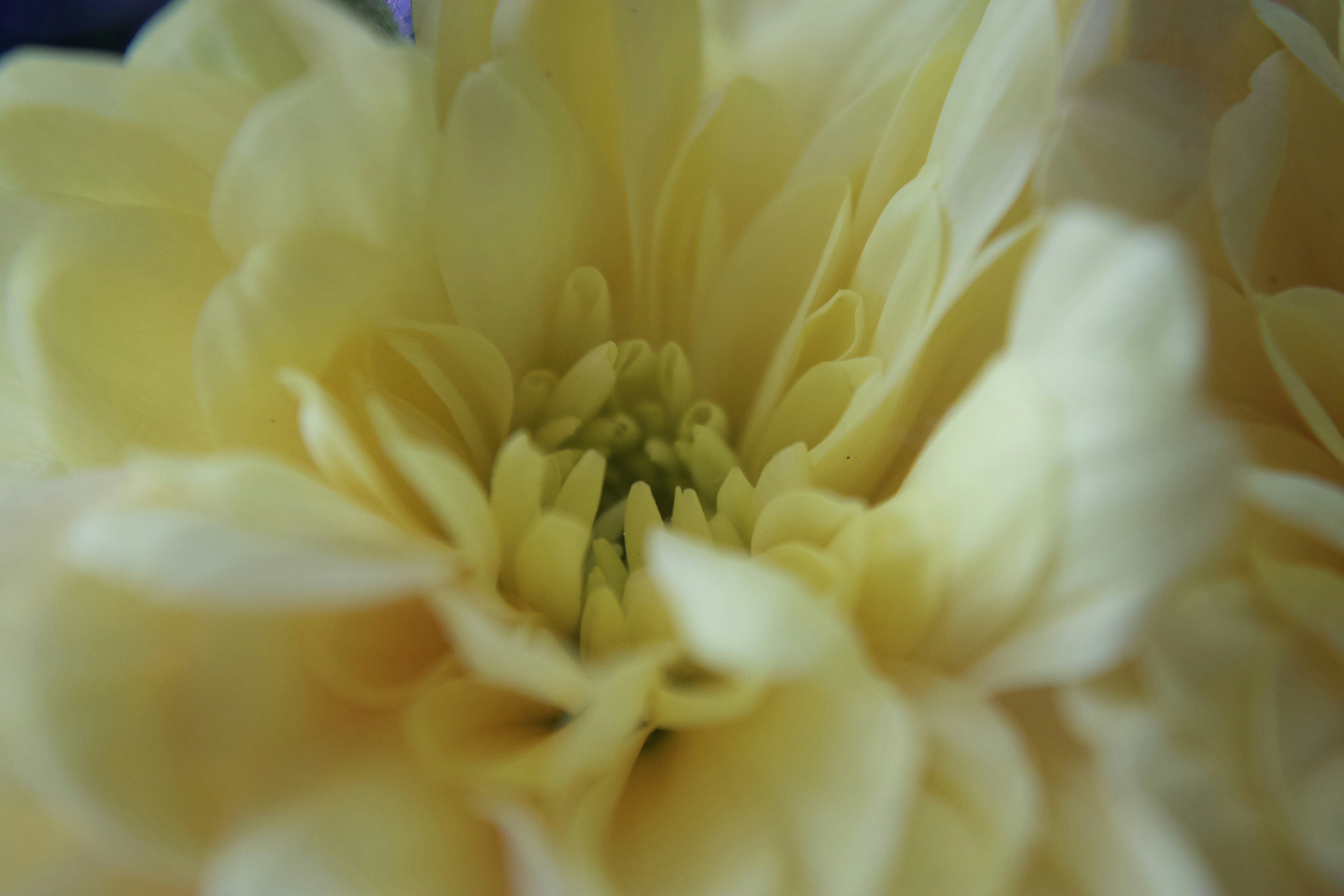 Soft Focus Yellow Bloom: An Abstract Petal Portrait