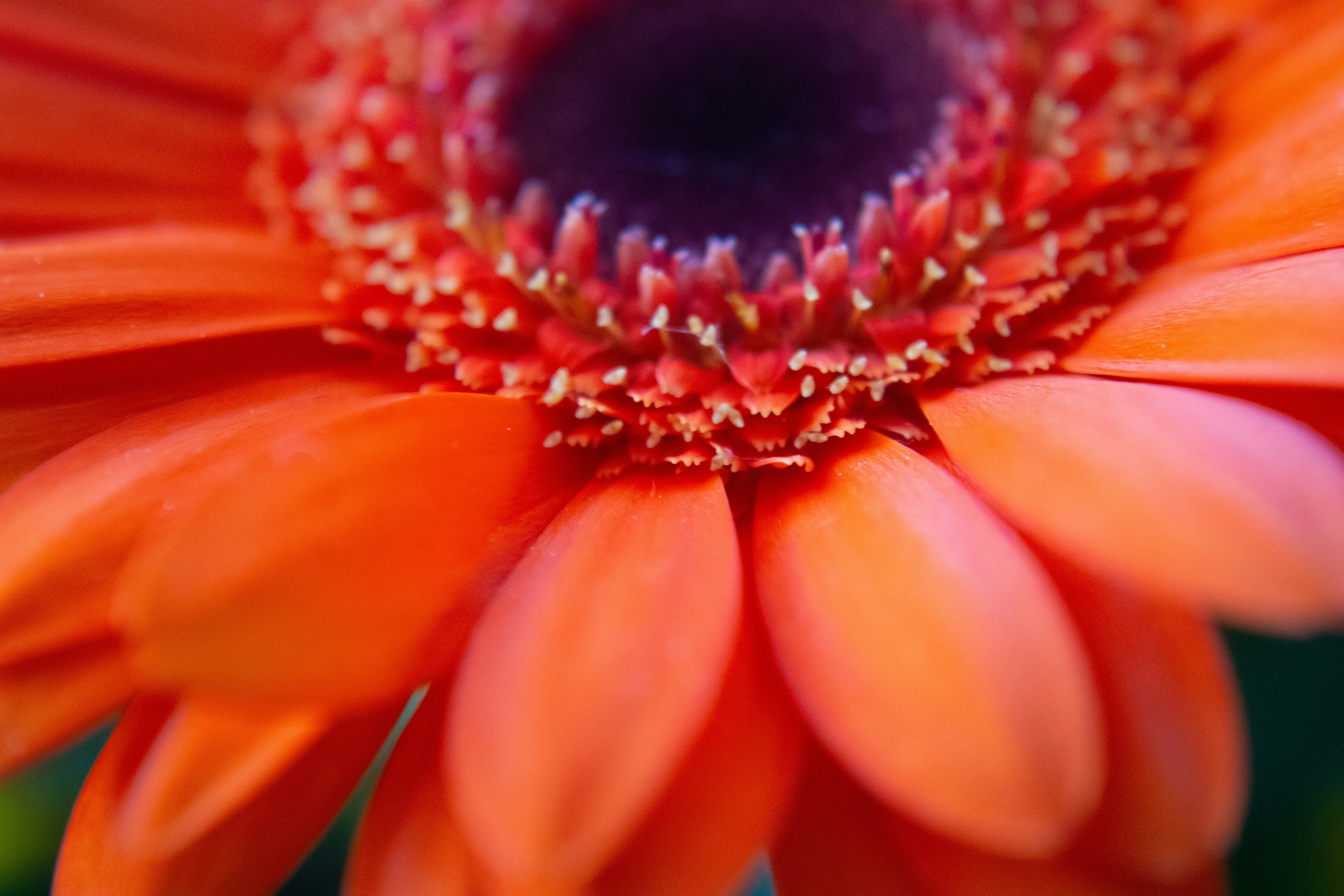Macro close-up of an orange daisy-like blossom, focusing on the petal edges and central disk with soft background blur.