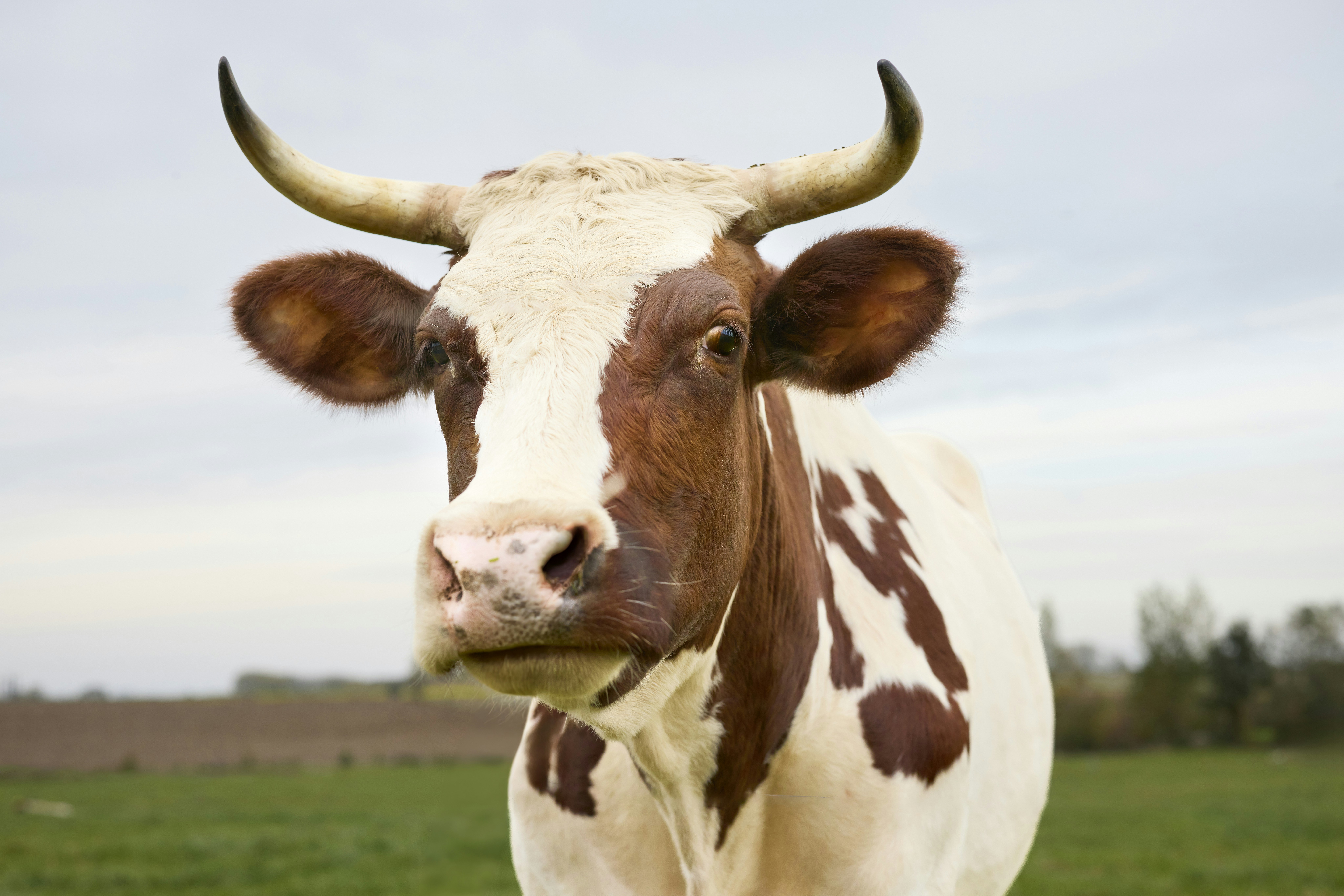 Close-up portrait of a horned brown and white cow standing in a green pasture against a cloudy sky.