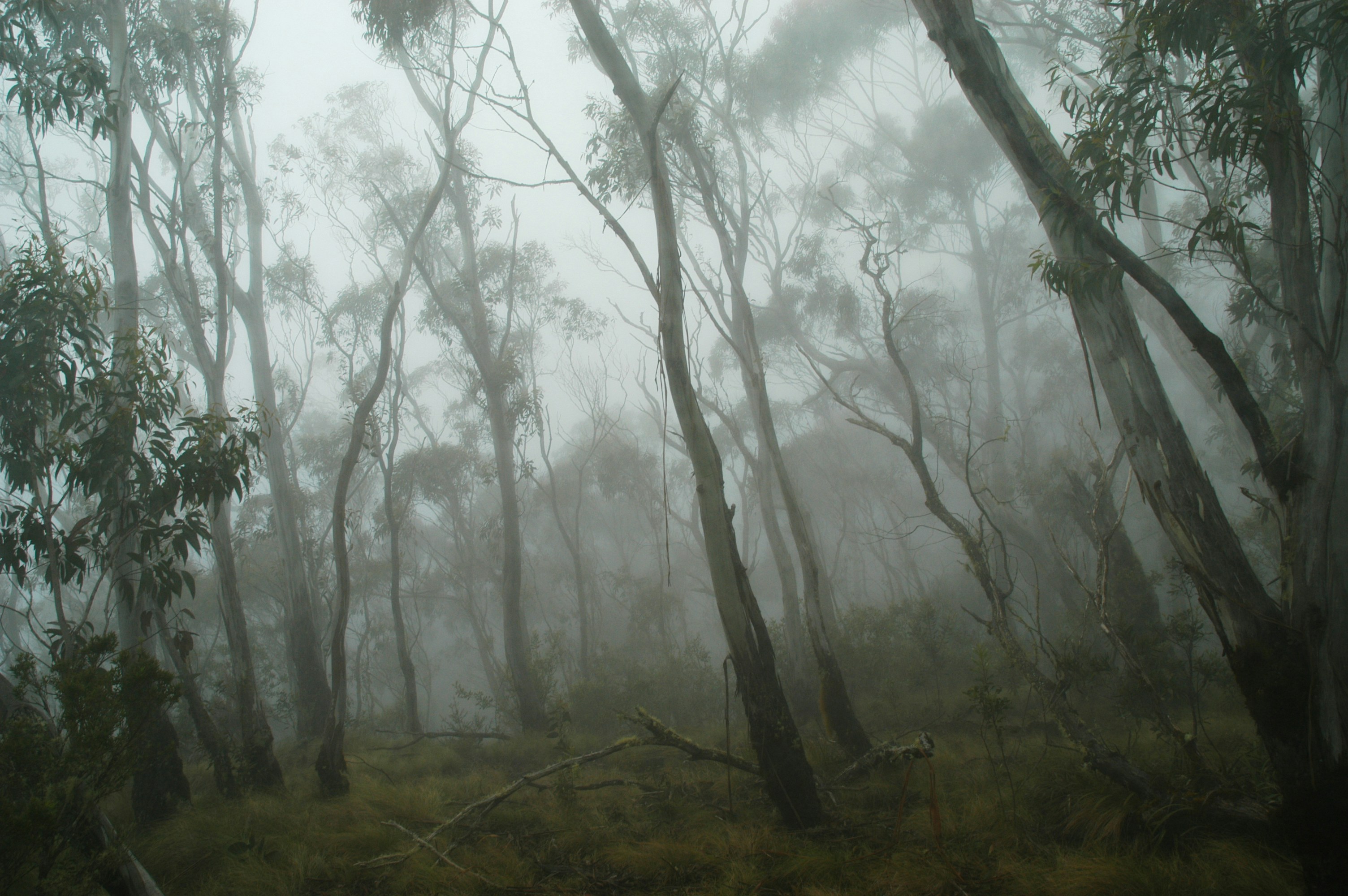 Mist-blanketed Forest: Ghostly Trees in Quiet Fog