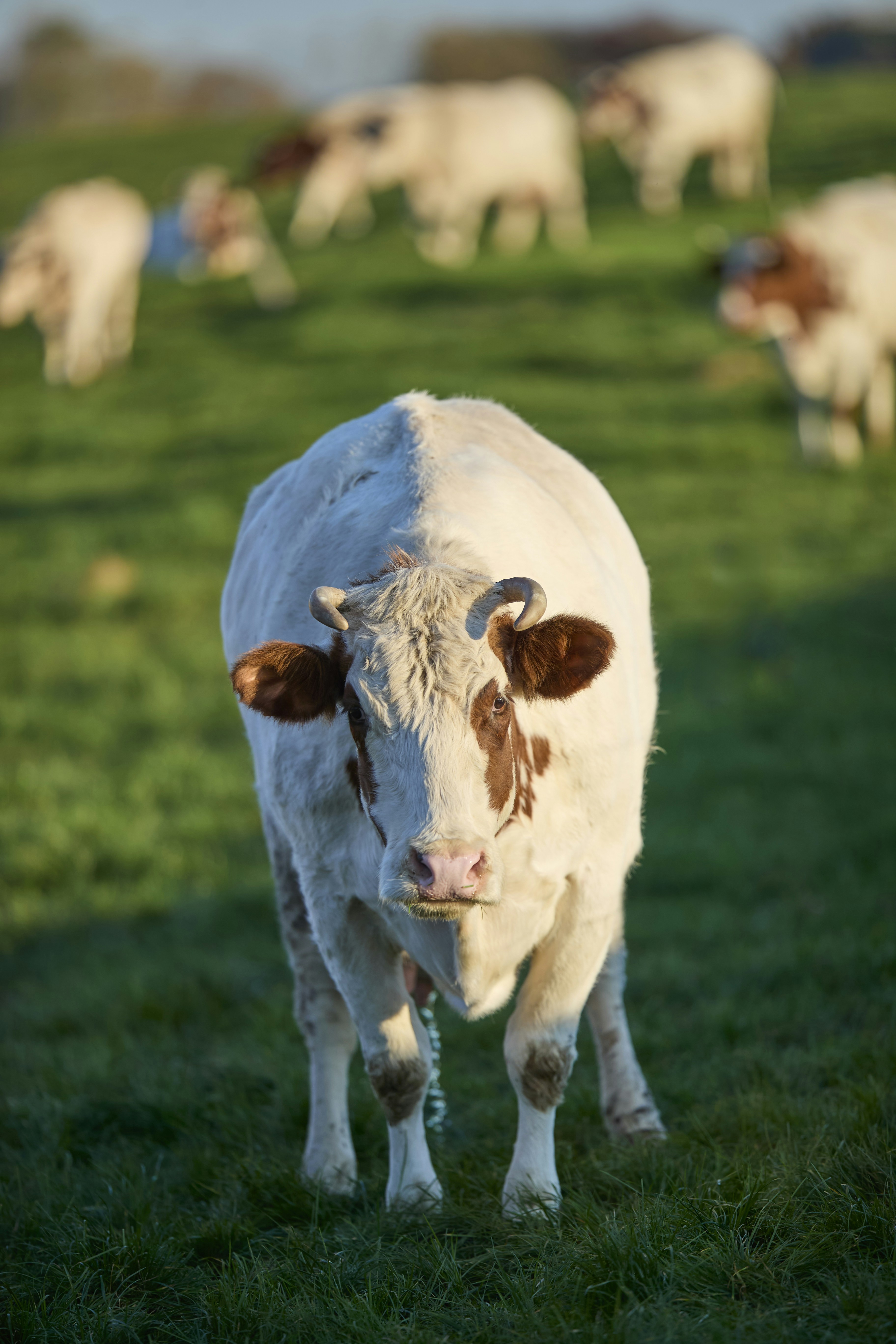 Front and Center: A Calm Bull Grazes in Sunlit Pasture