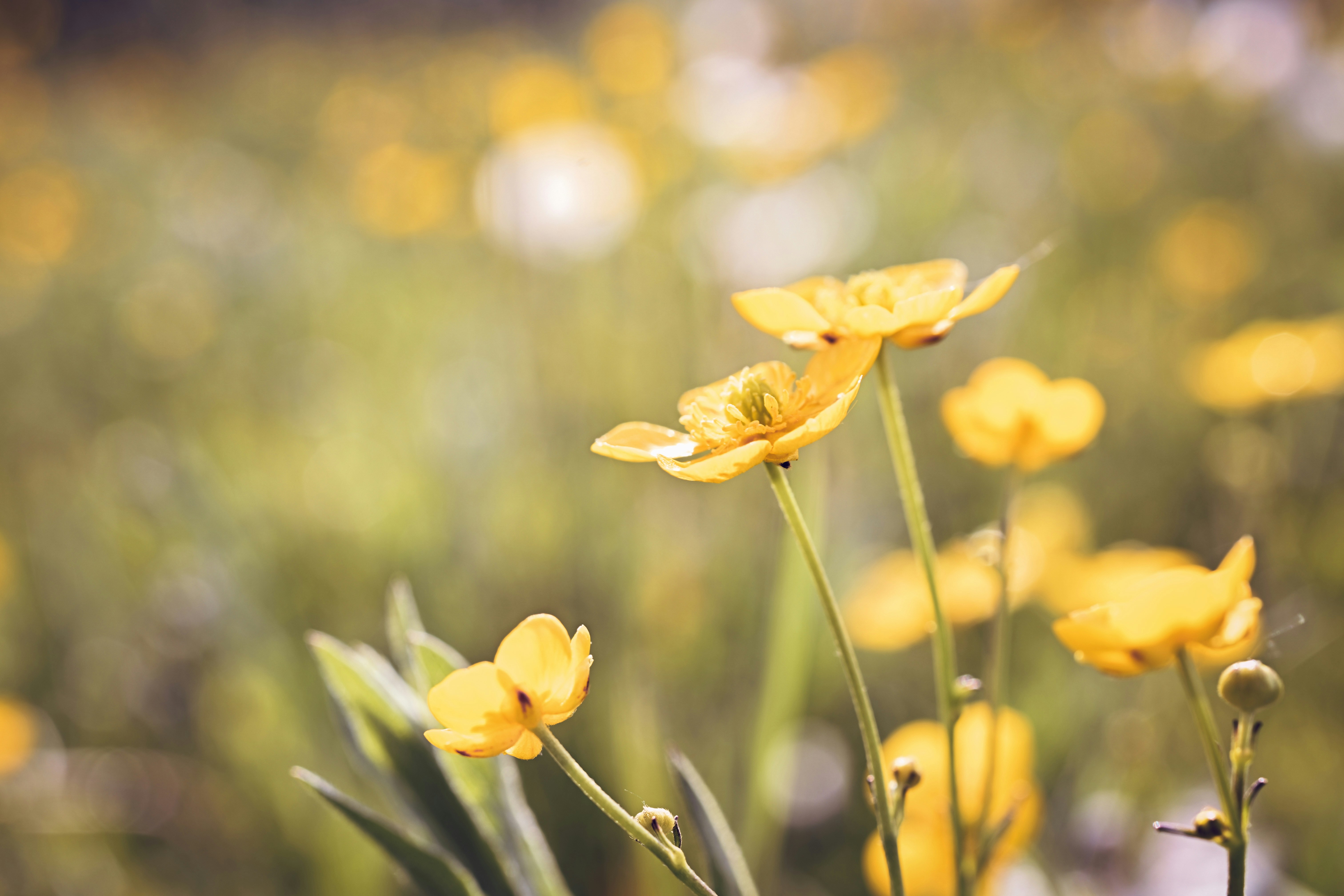 Sunlit Yellow: Petals in a Dreamy Field