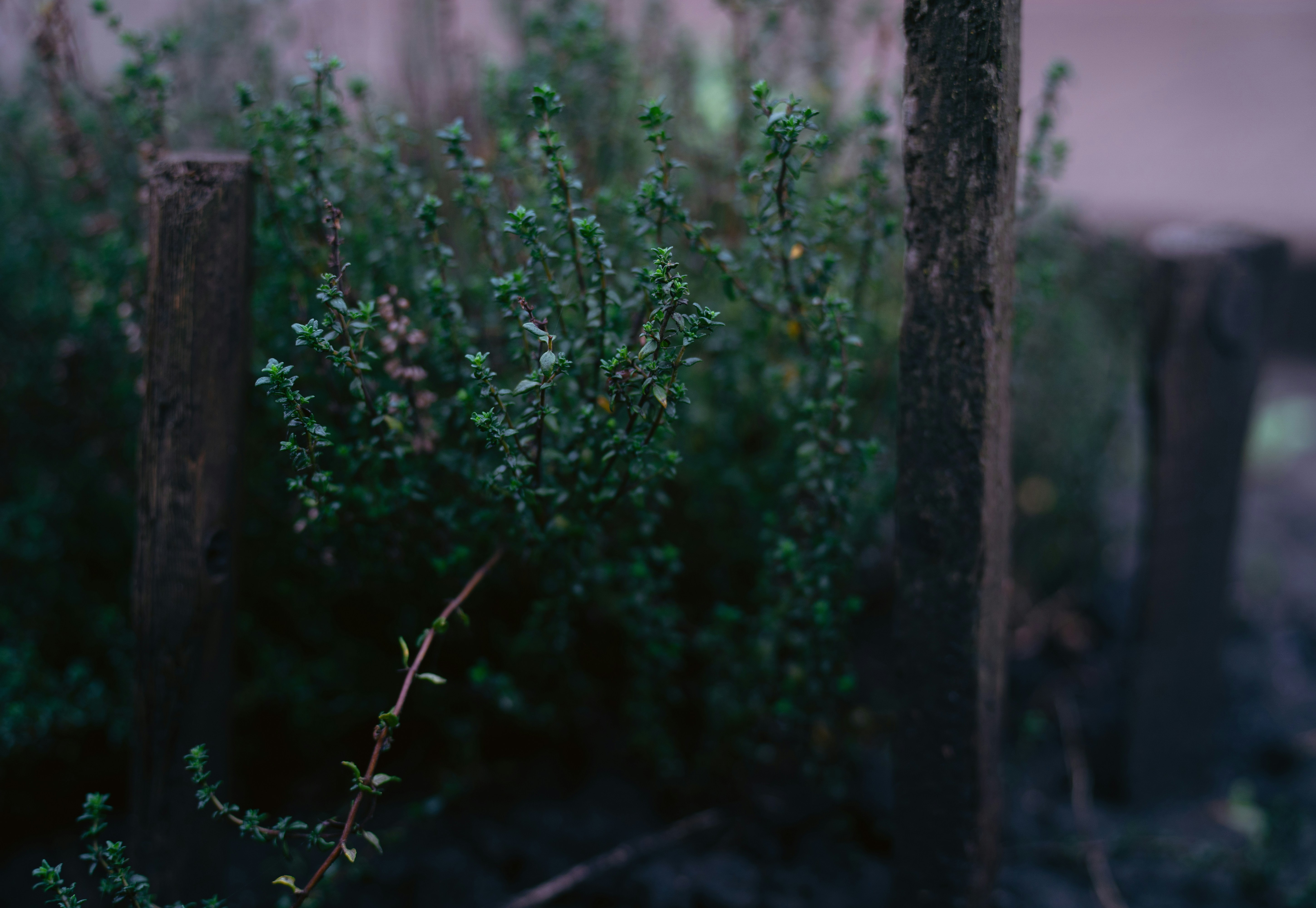 Green Tendrils Amid Weathered Posts
