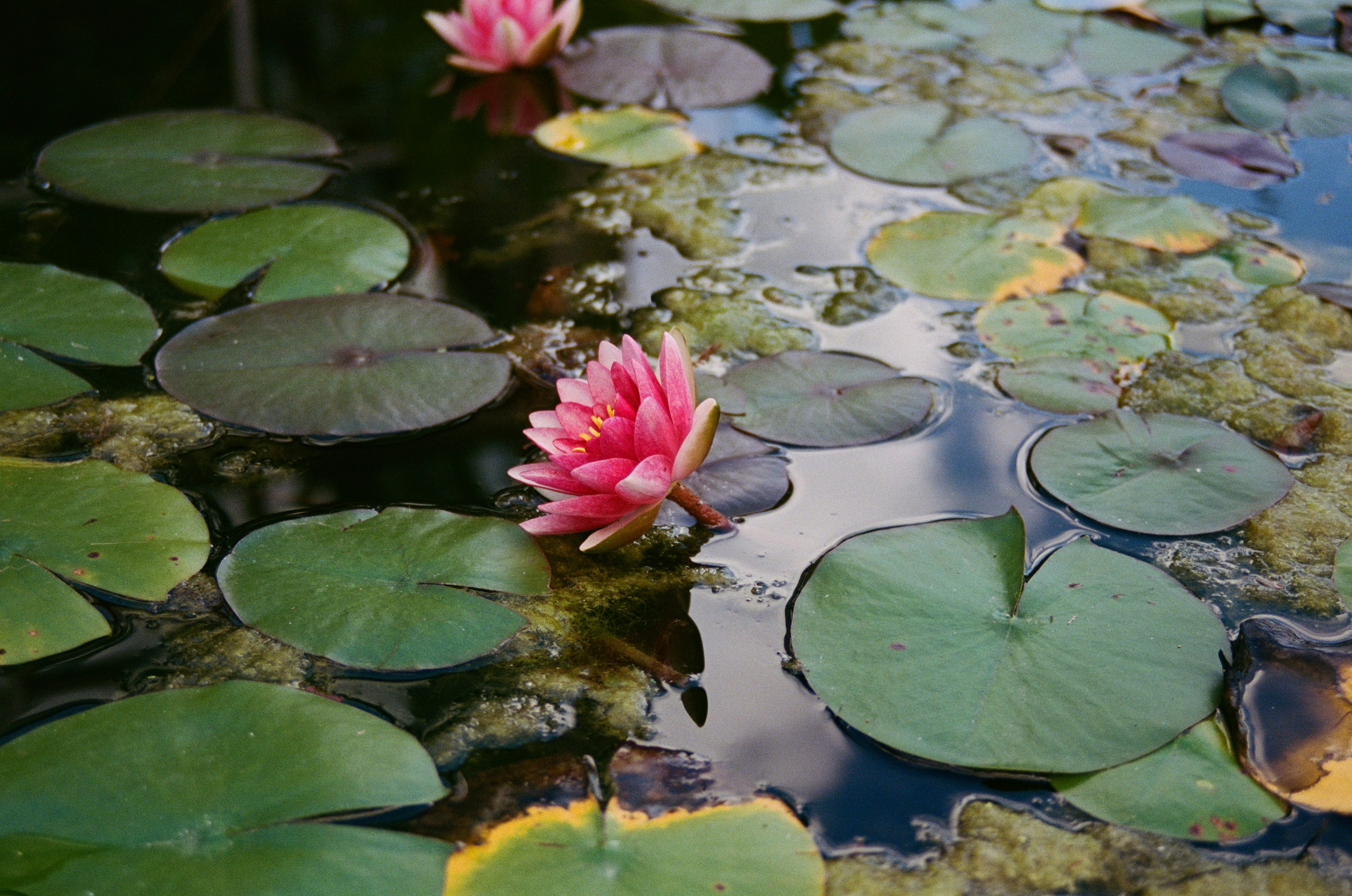 Pink Water Lily Rising Among Green Orbs