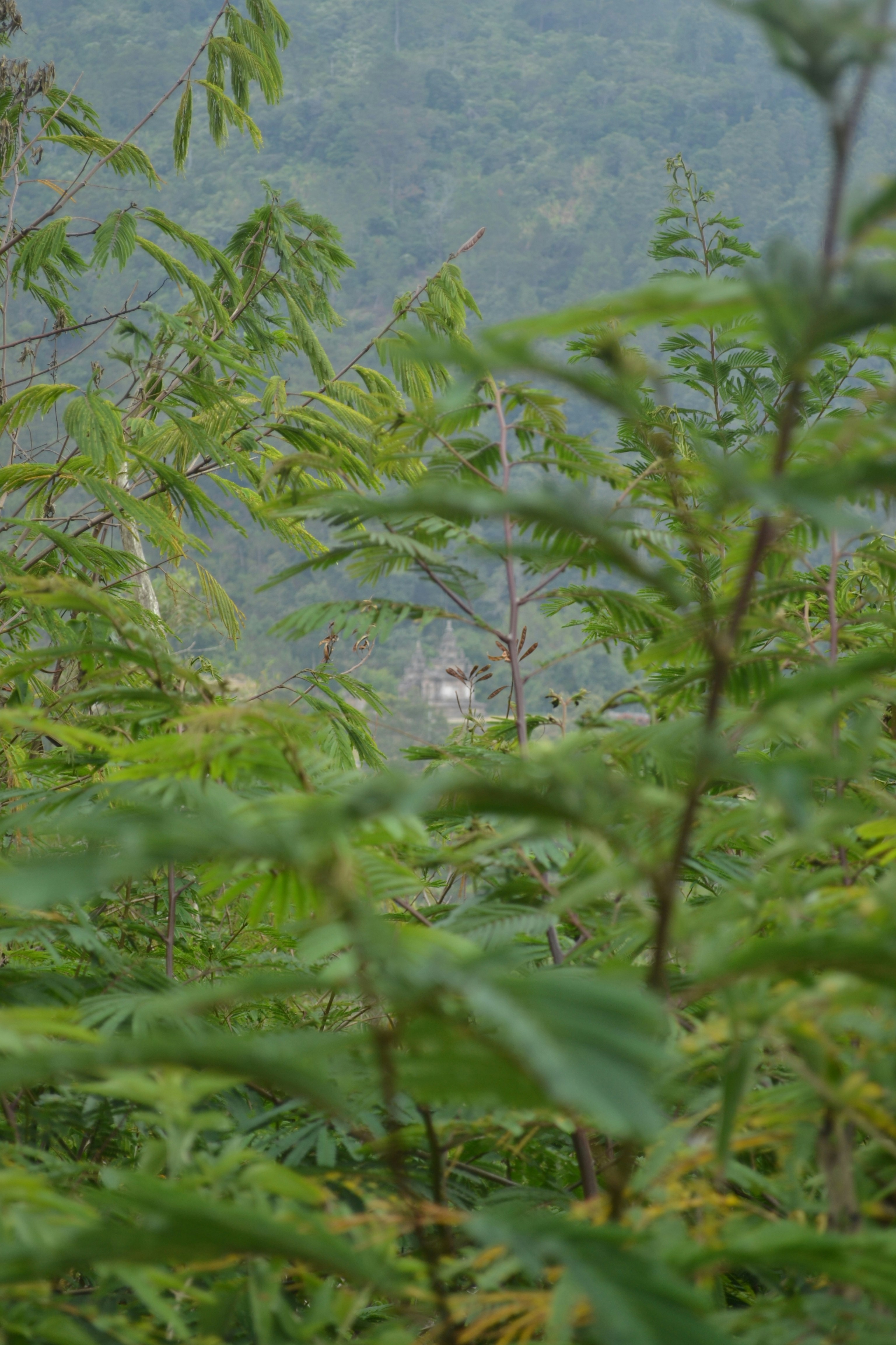 Hidden Peak Through Ferns: A Quiet Moment in the Valleys