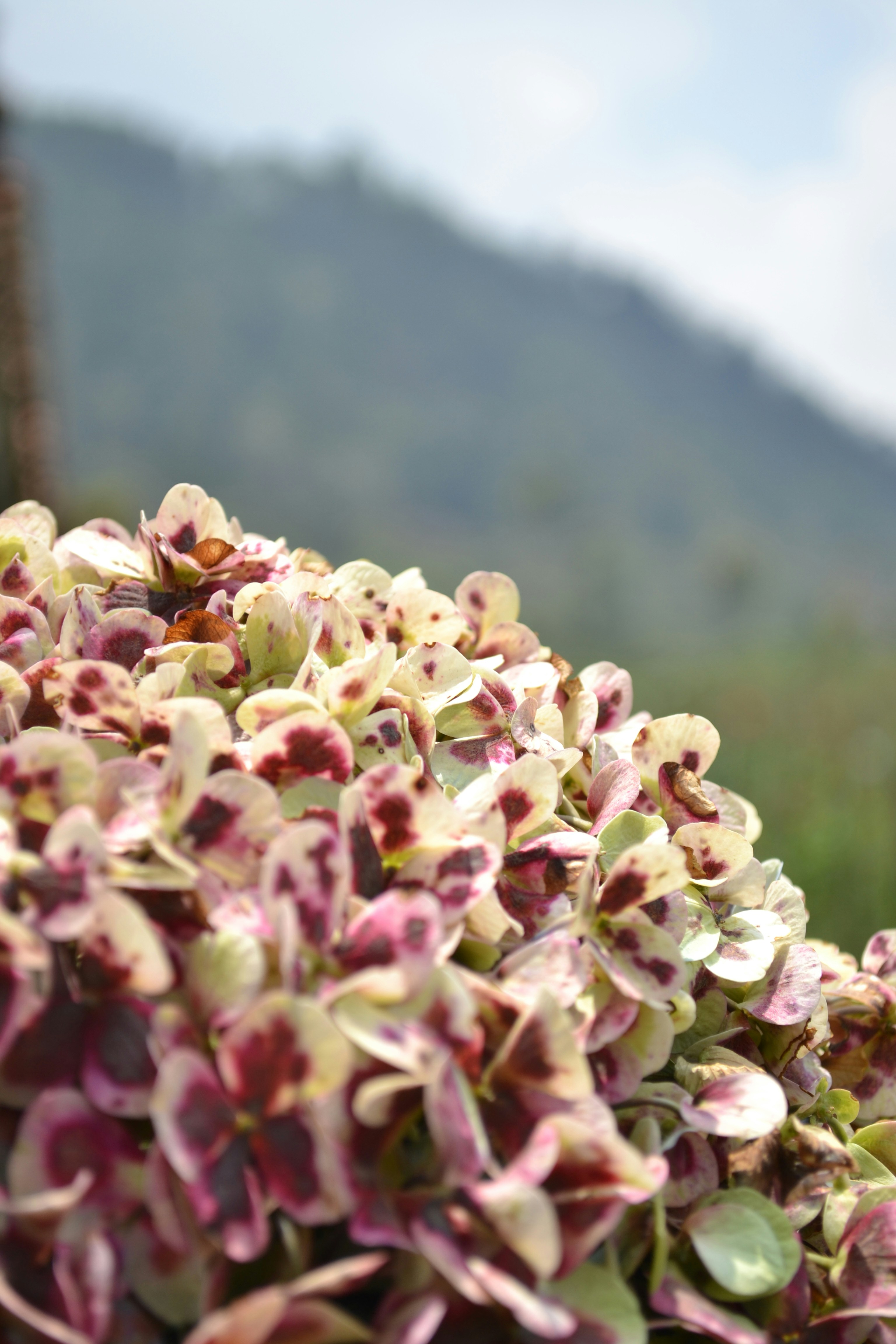 Pink-tinged Hydrangea Bloom with Mountain Backdrop