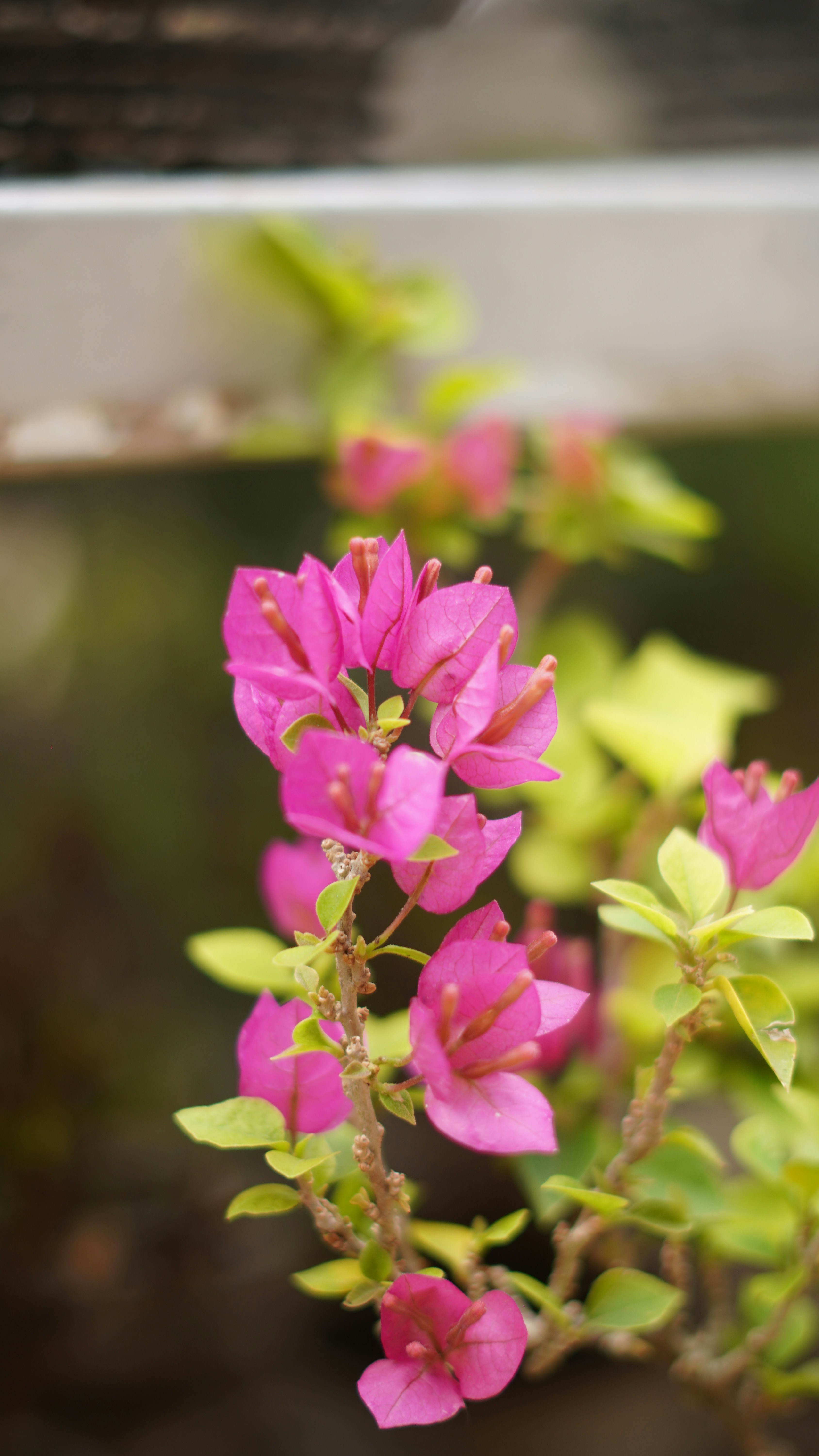 Pink Bougainvillea in Soft Focus Bloom