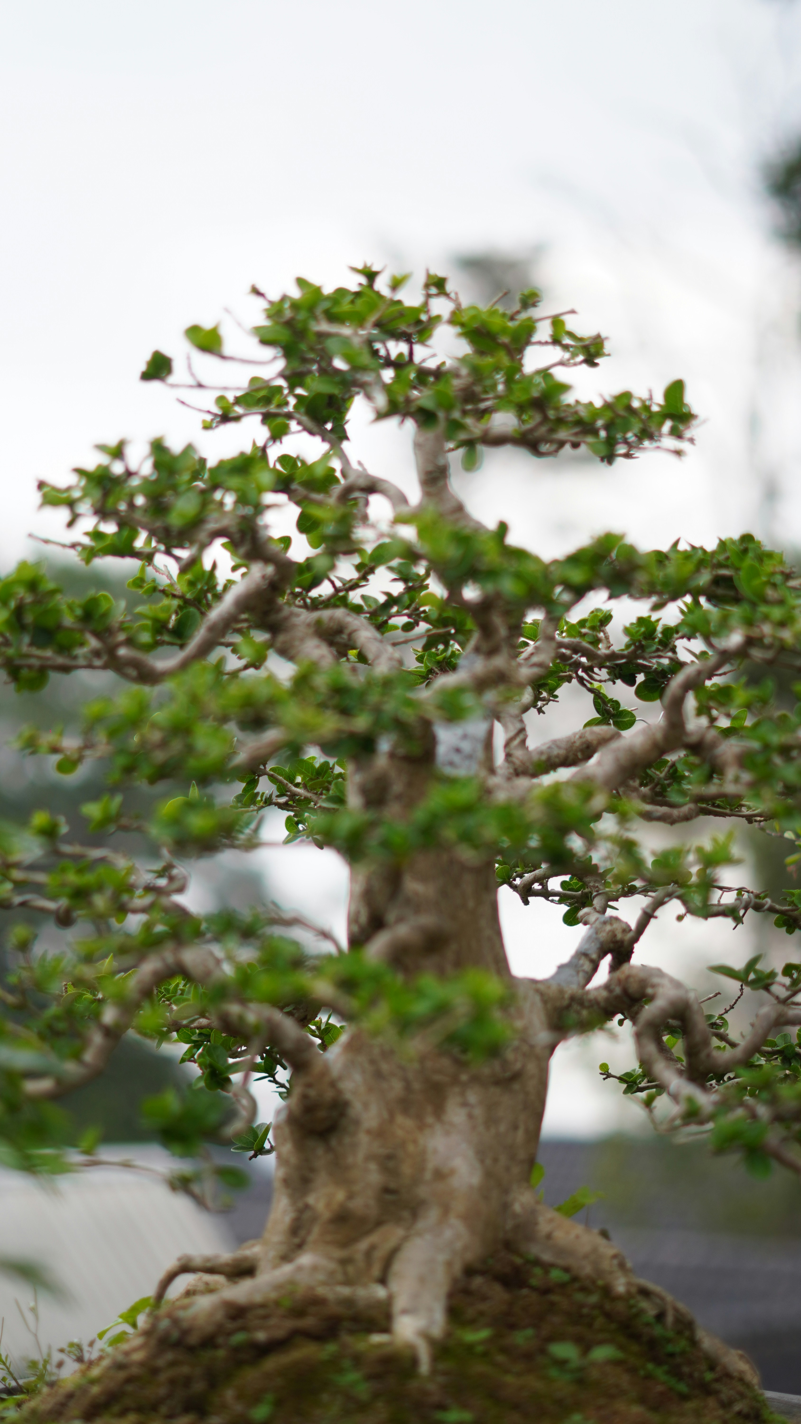 Ancient Bonsai Guardian: A Winding Trunk Reaches Through Verdant Twists