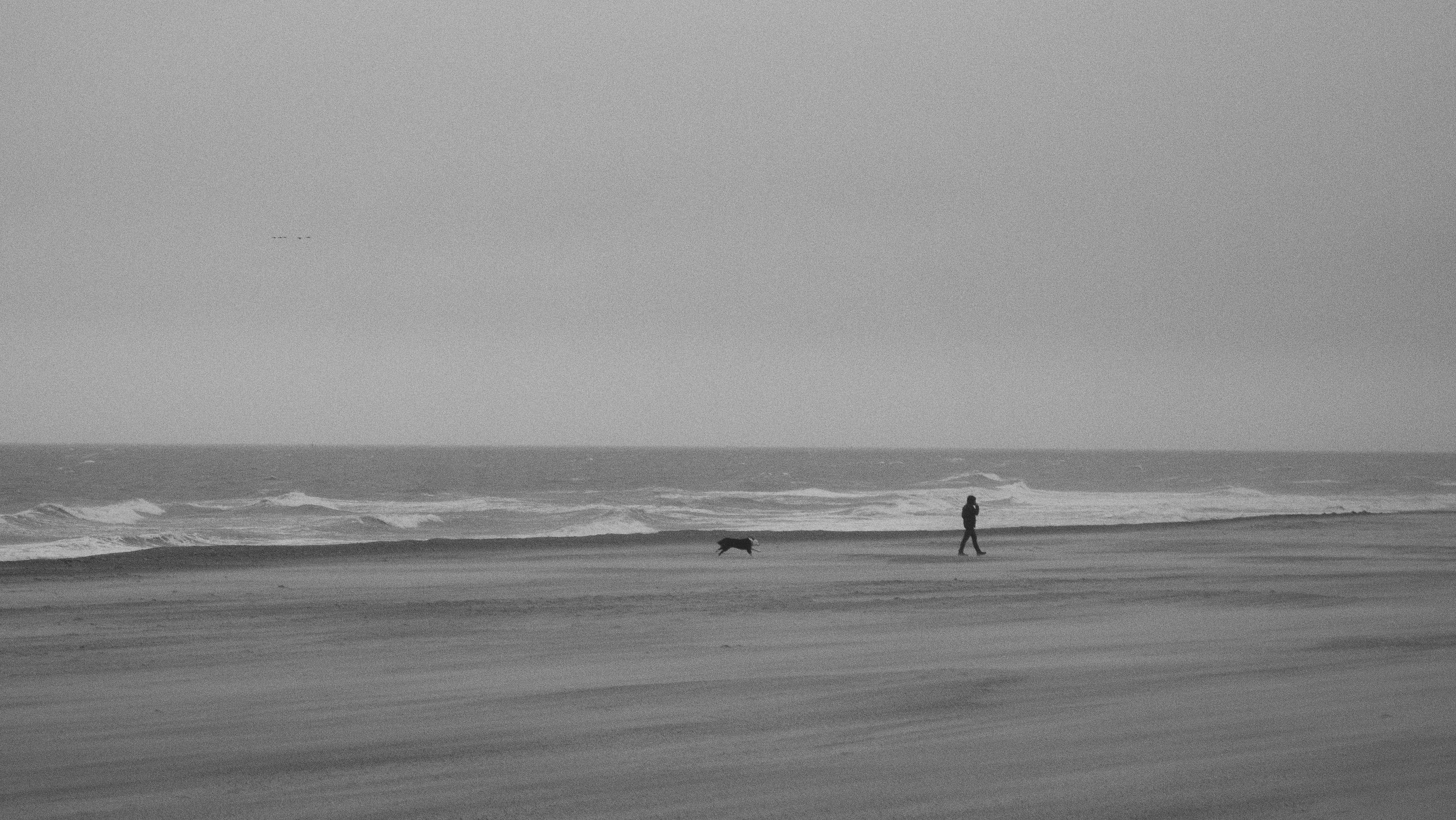 Lonely Beach Walker and Dog on a Quiet Horizon