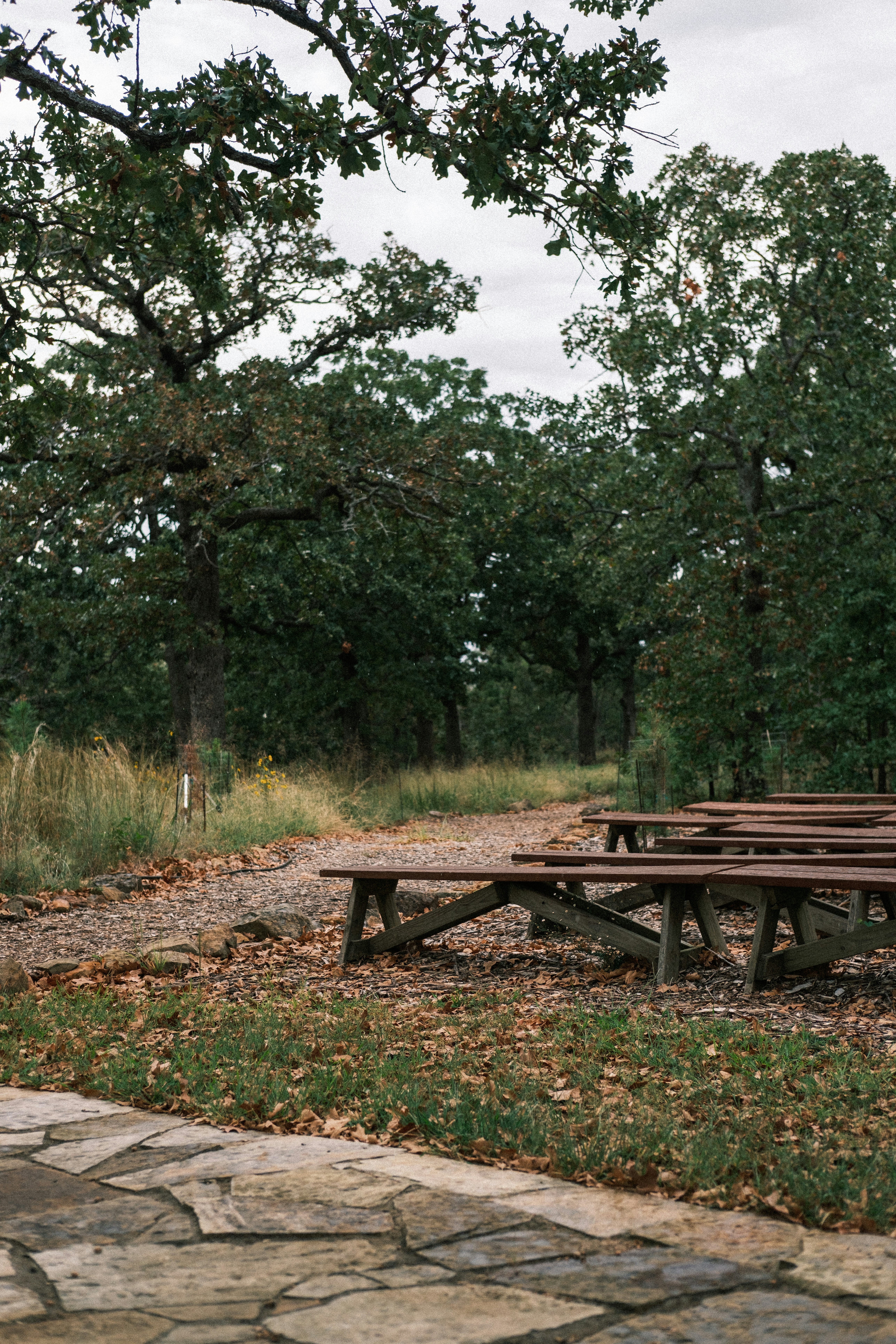 Quiet Cedar Grove Picnic: Weathered Tables Beneath an Overcast Sky