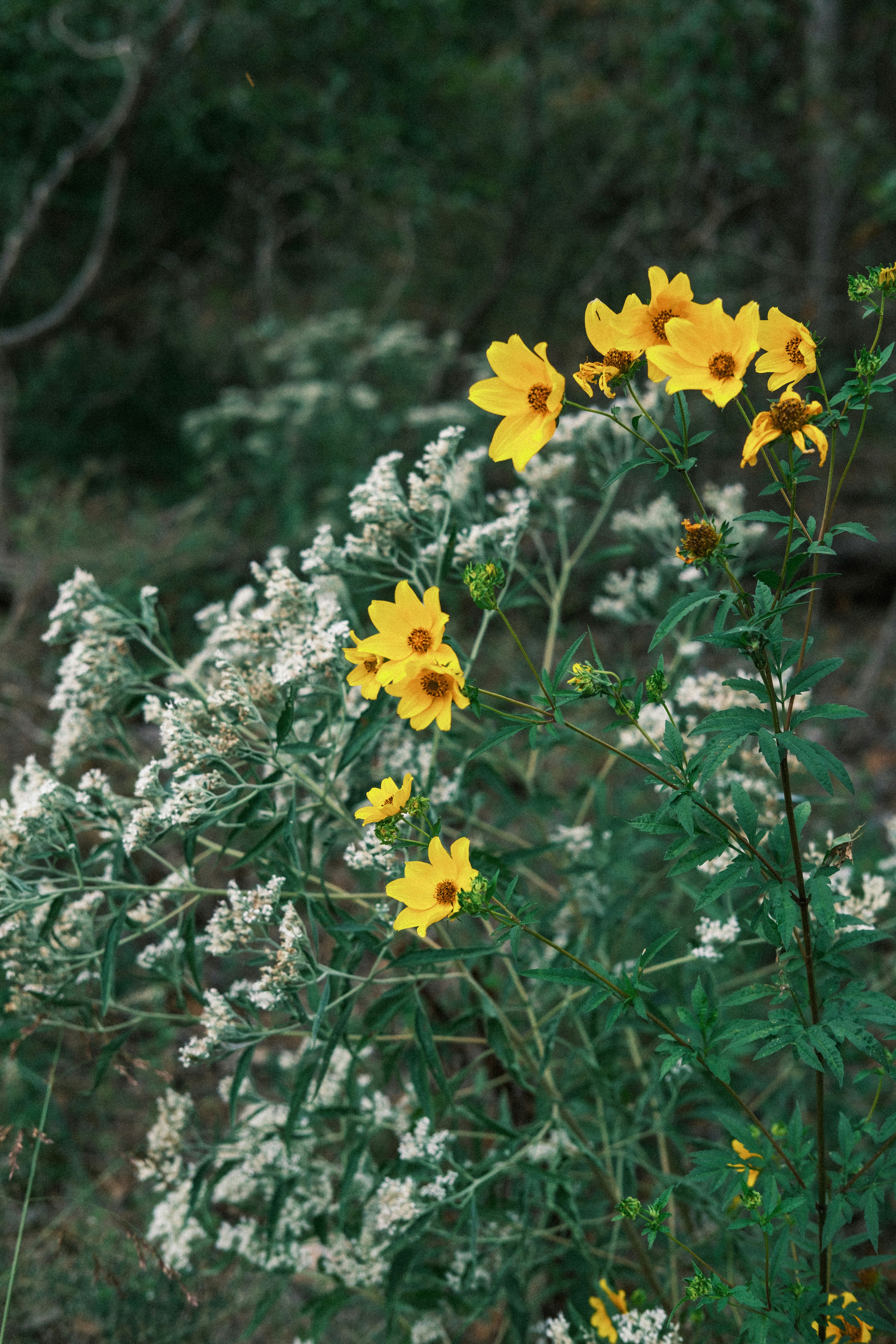 Golden bloom line climbs toward the edge of a shadowed thicket
