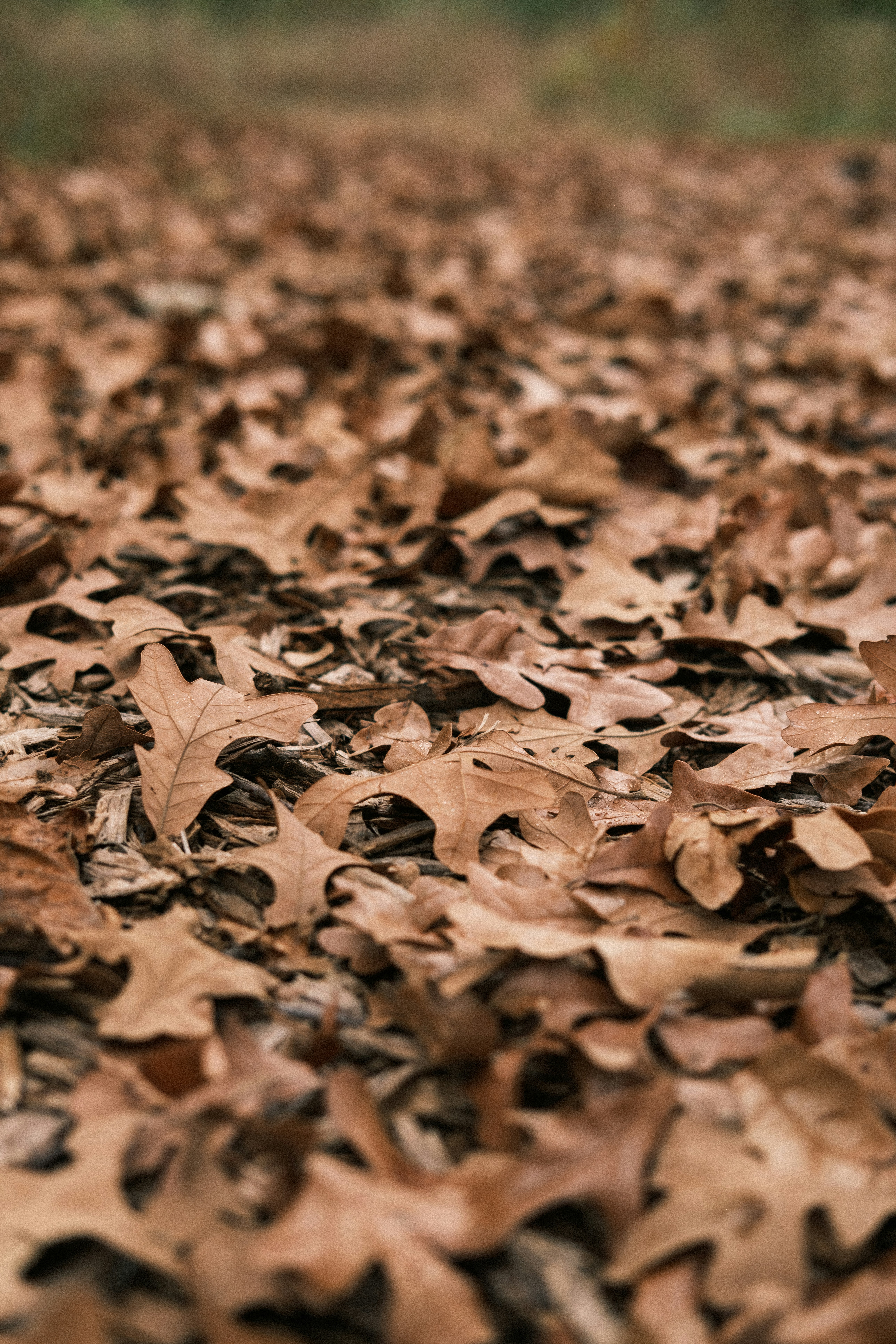 Autumn Layered Ground: Drift of Fallen Leaves