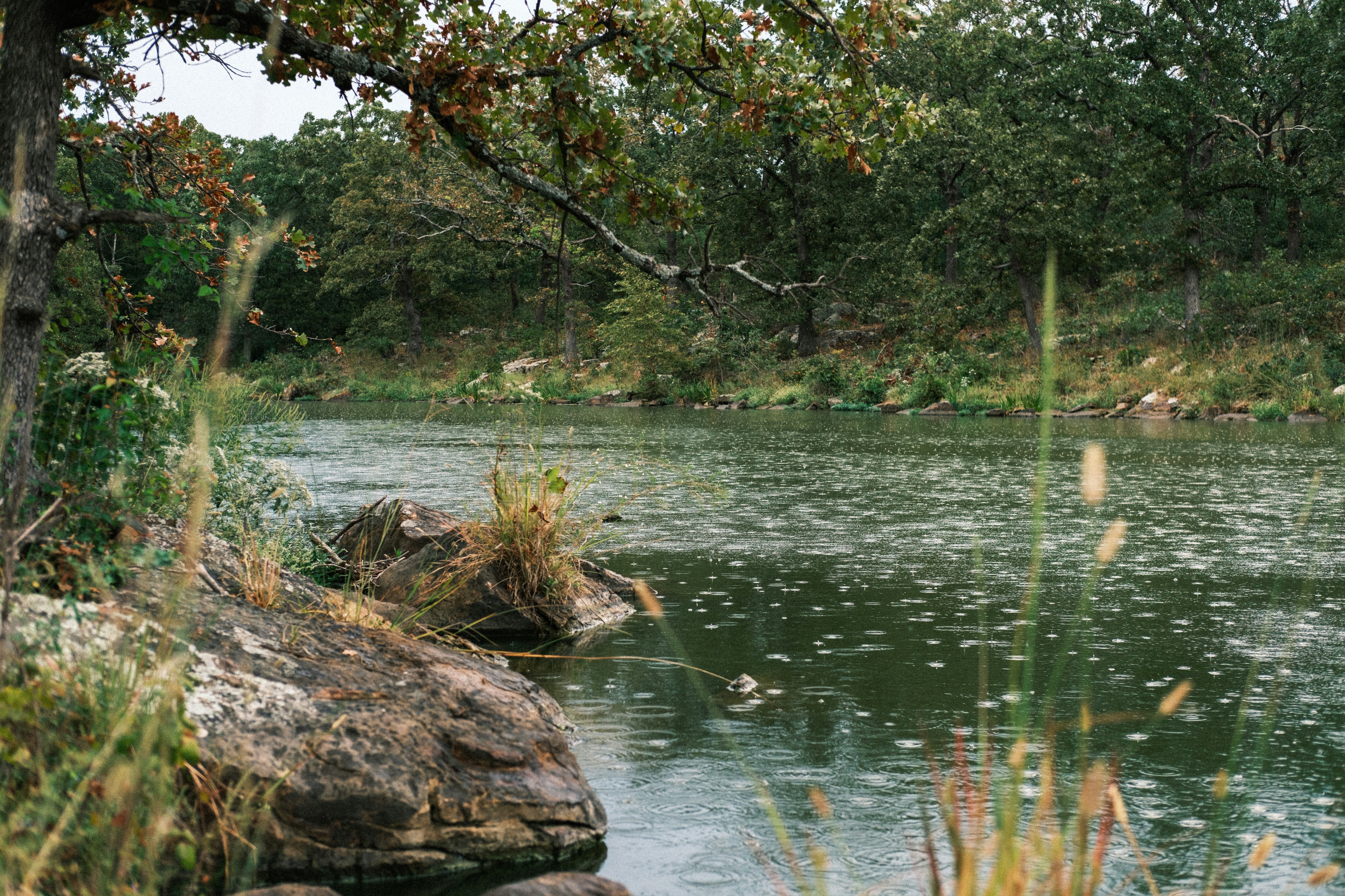 Riverbank Quiet: Stones, Water, and Overhanging Branches