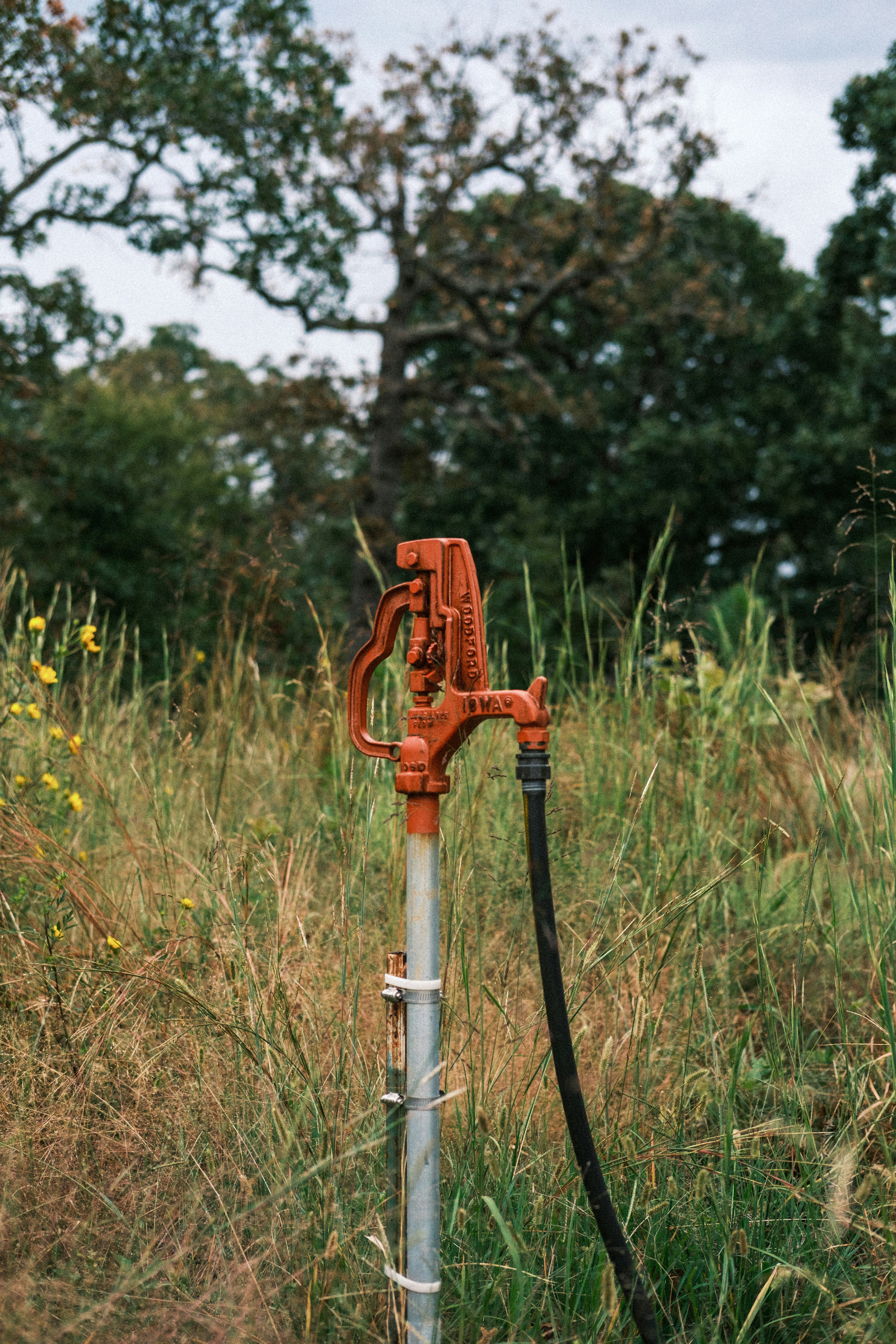 The Red Spigot in the Field: A Quiet Stand of Water and Rust