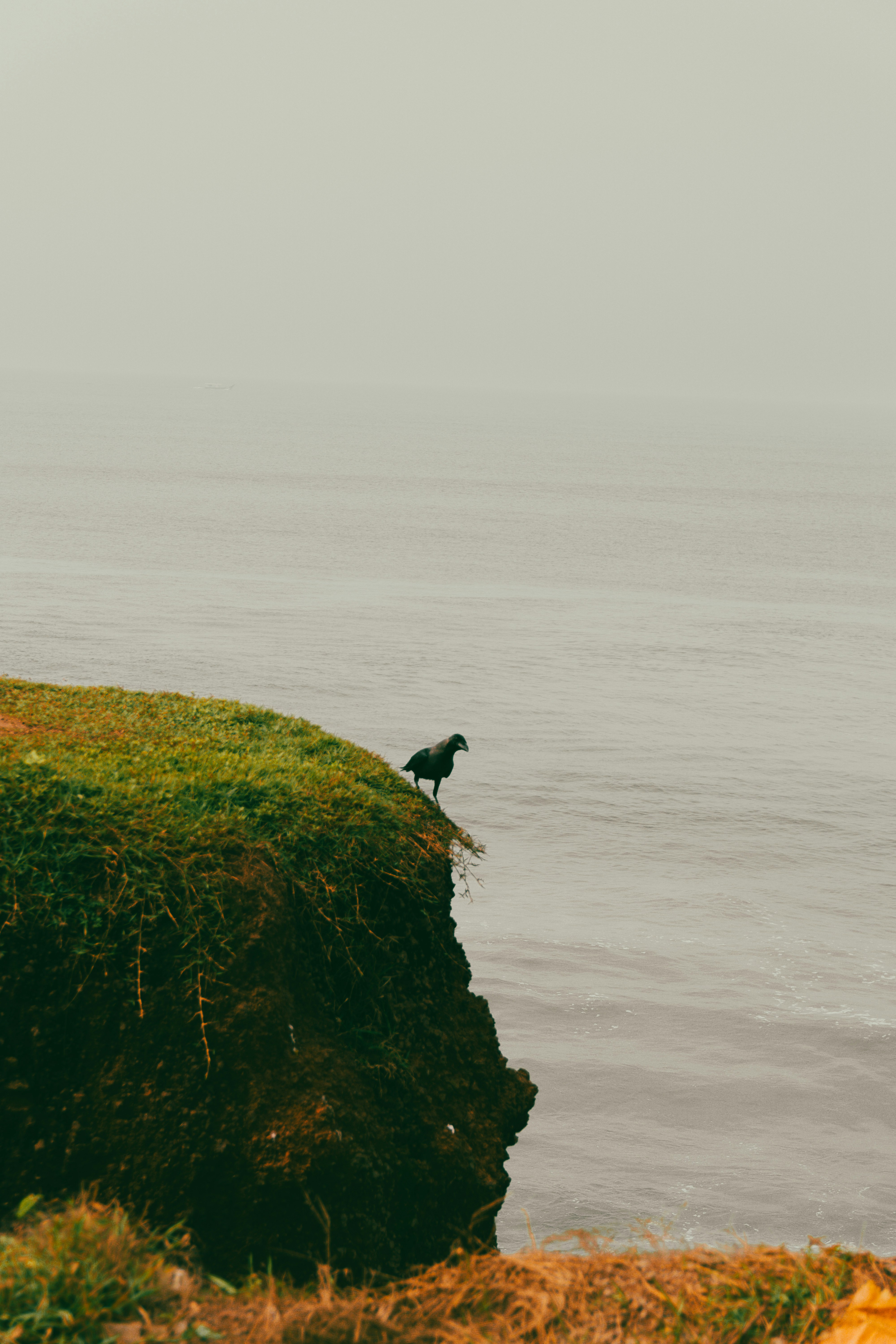 Heron on the Cliff Edge: Seaside Quiet at Dusk