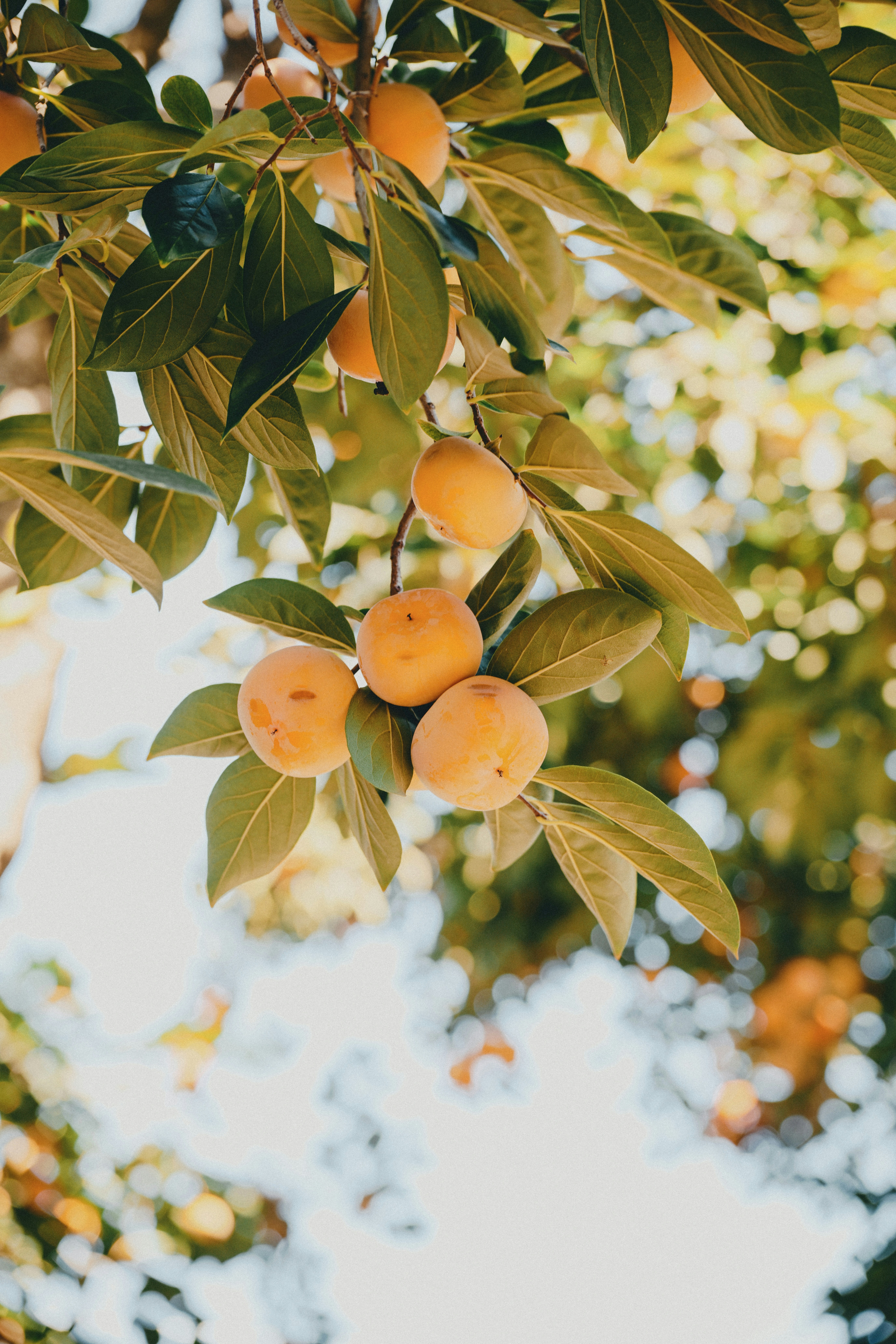 Branch of Sunlit Oranges in a Fragrant Orchard