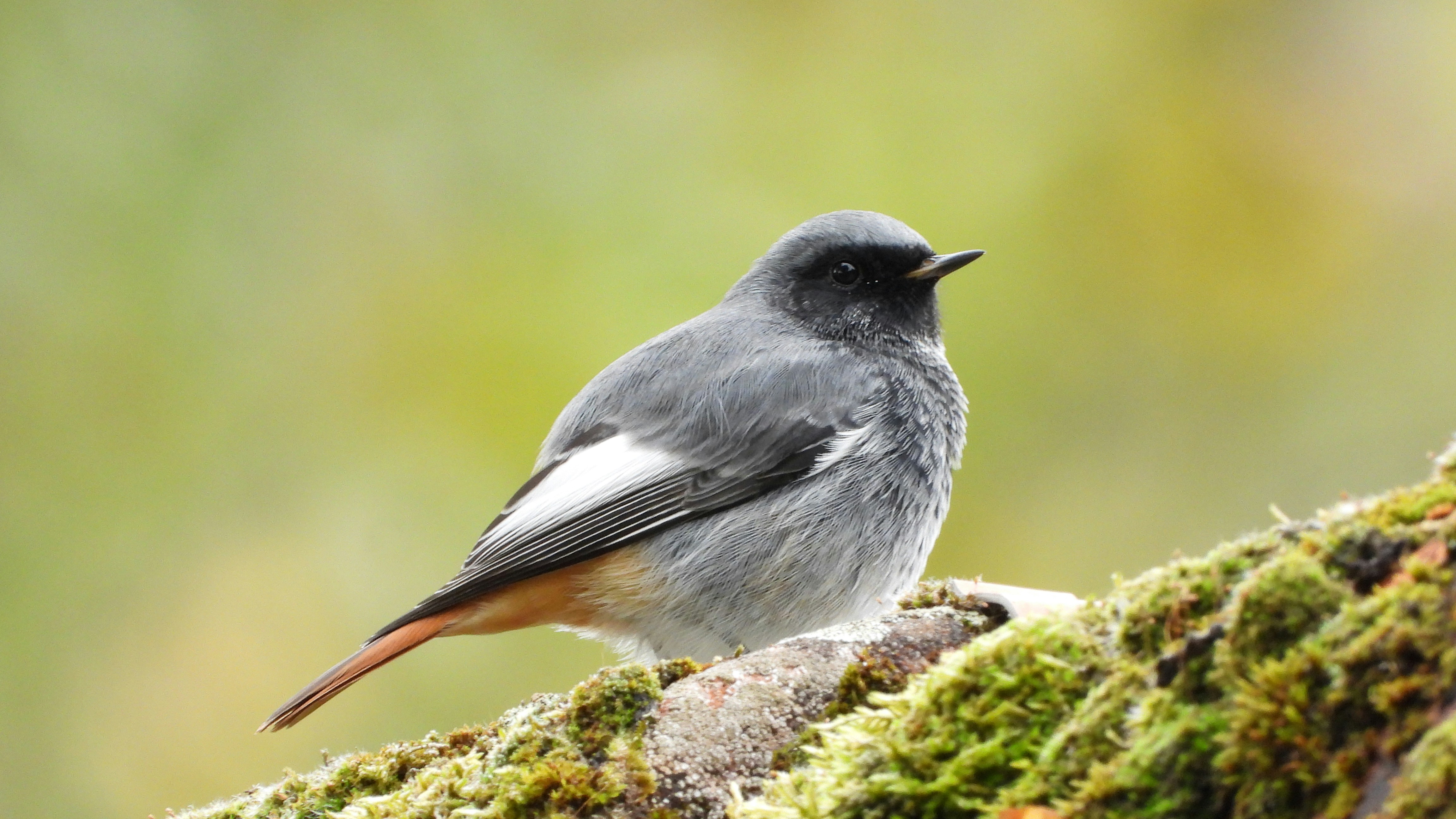 Small grey bird perched on mossy rock with soft autumnal background in shallow depth of field. (Logo-free wildlife shot).