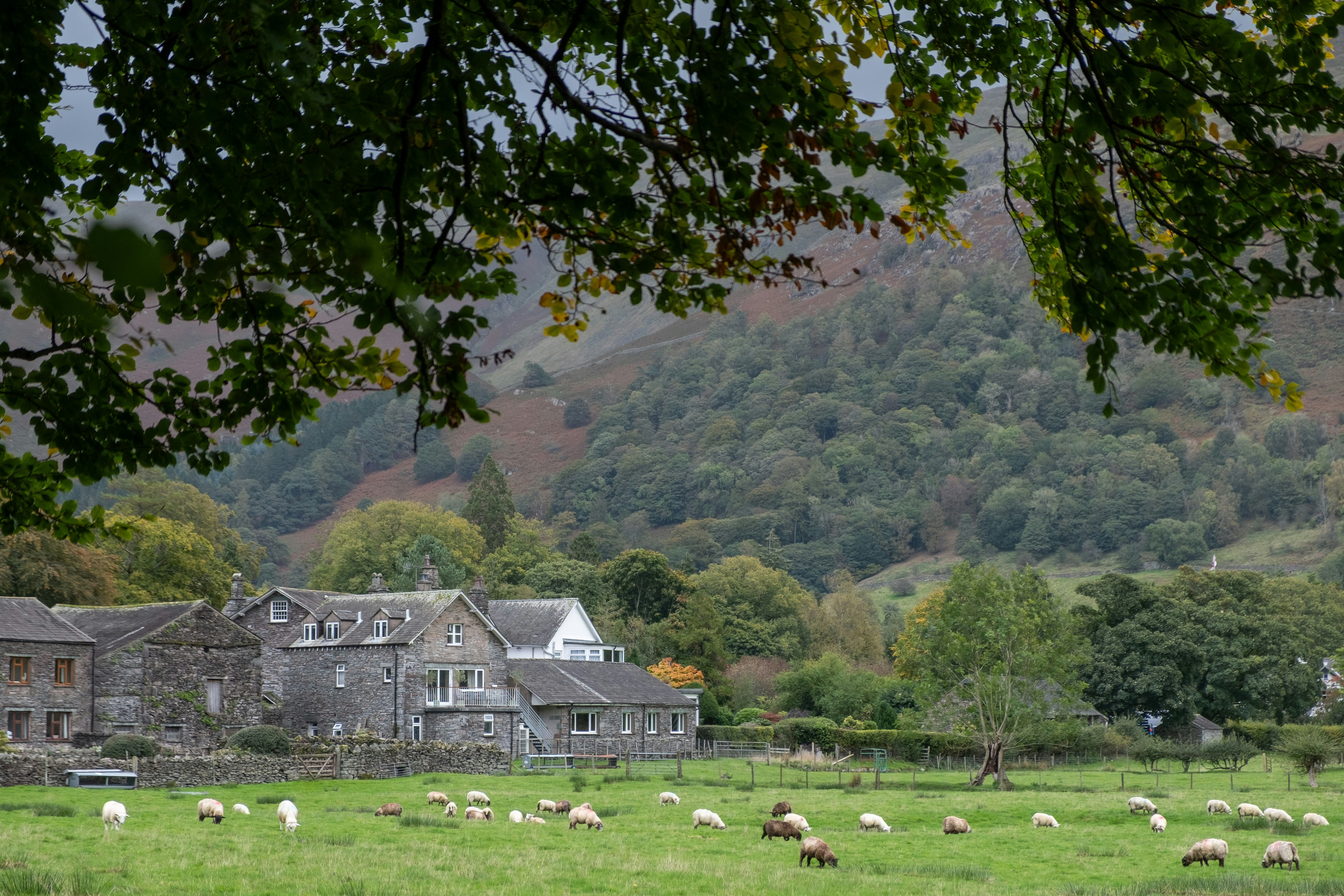 Pastoral scene with a stone village and flock of sheep in a verdant valley framed by overhanging tree branches.