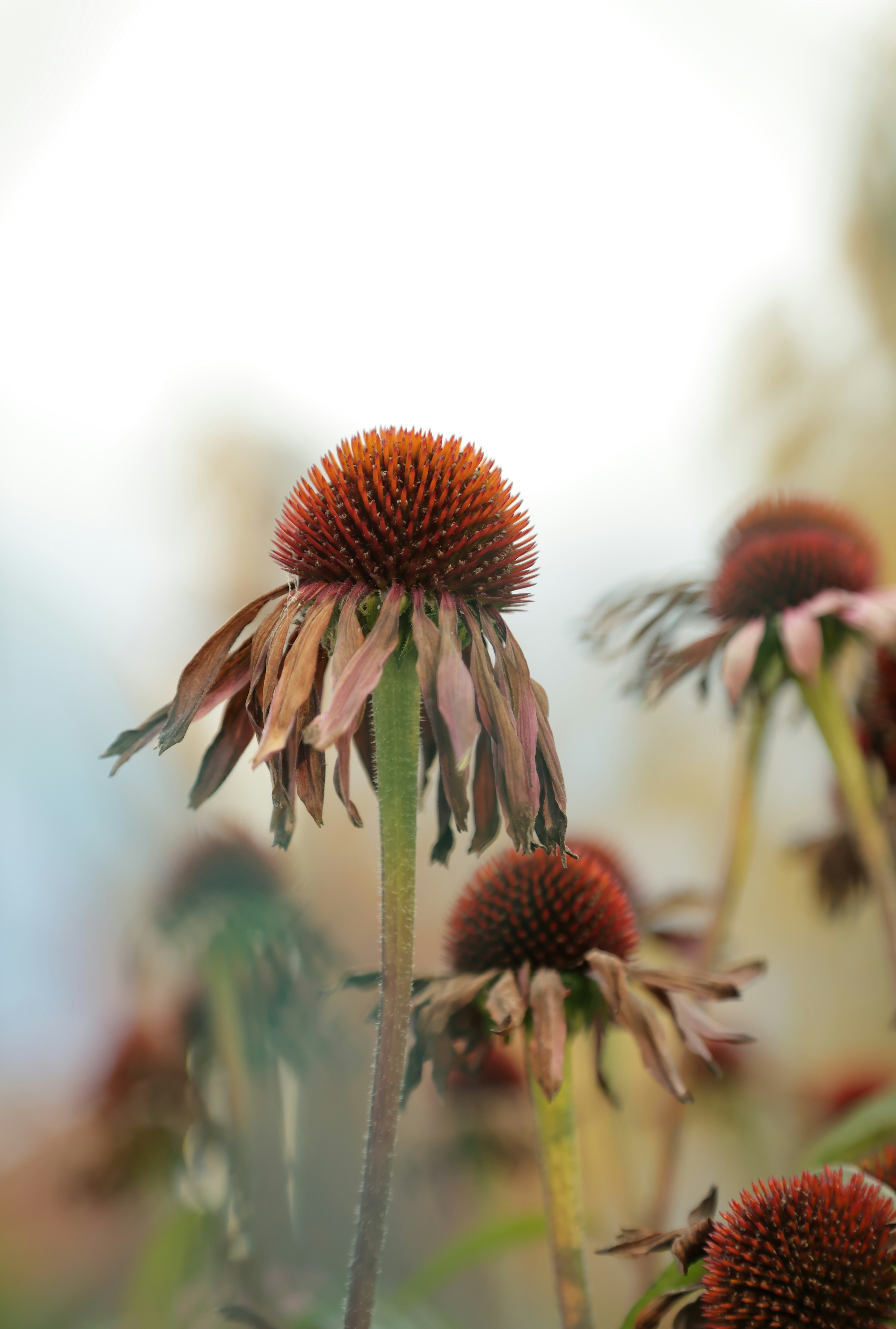 Close-up of a Coneflower: Bold Orange Dome Against a Dreamy Bloom