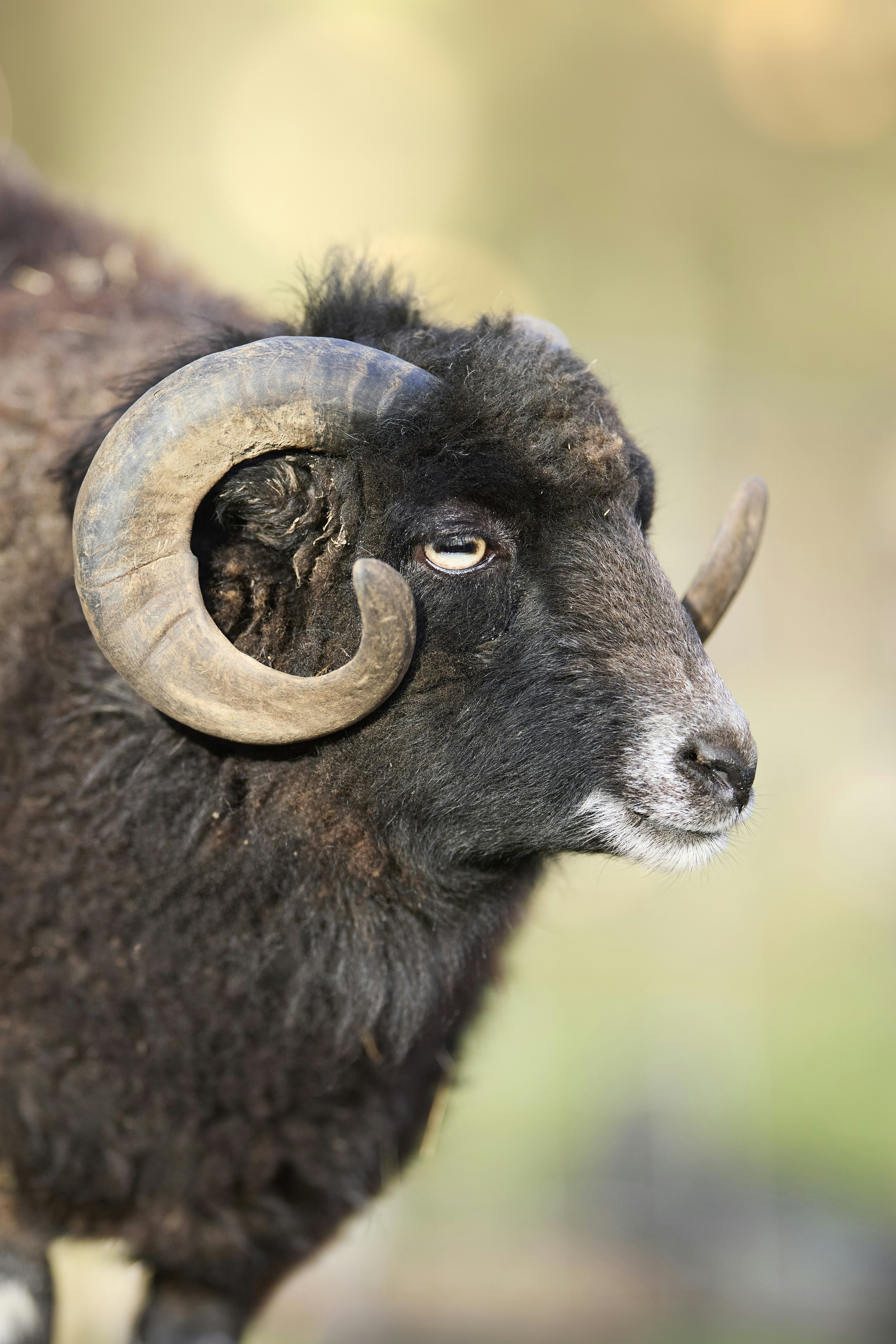 Horned Majesty: Aram ram’s Charging Gaze