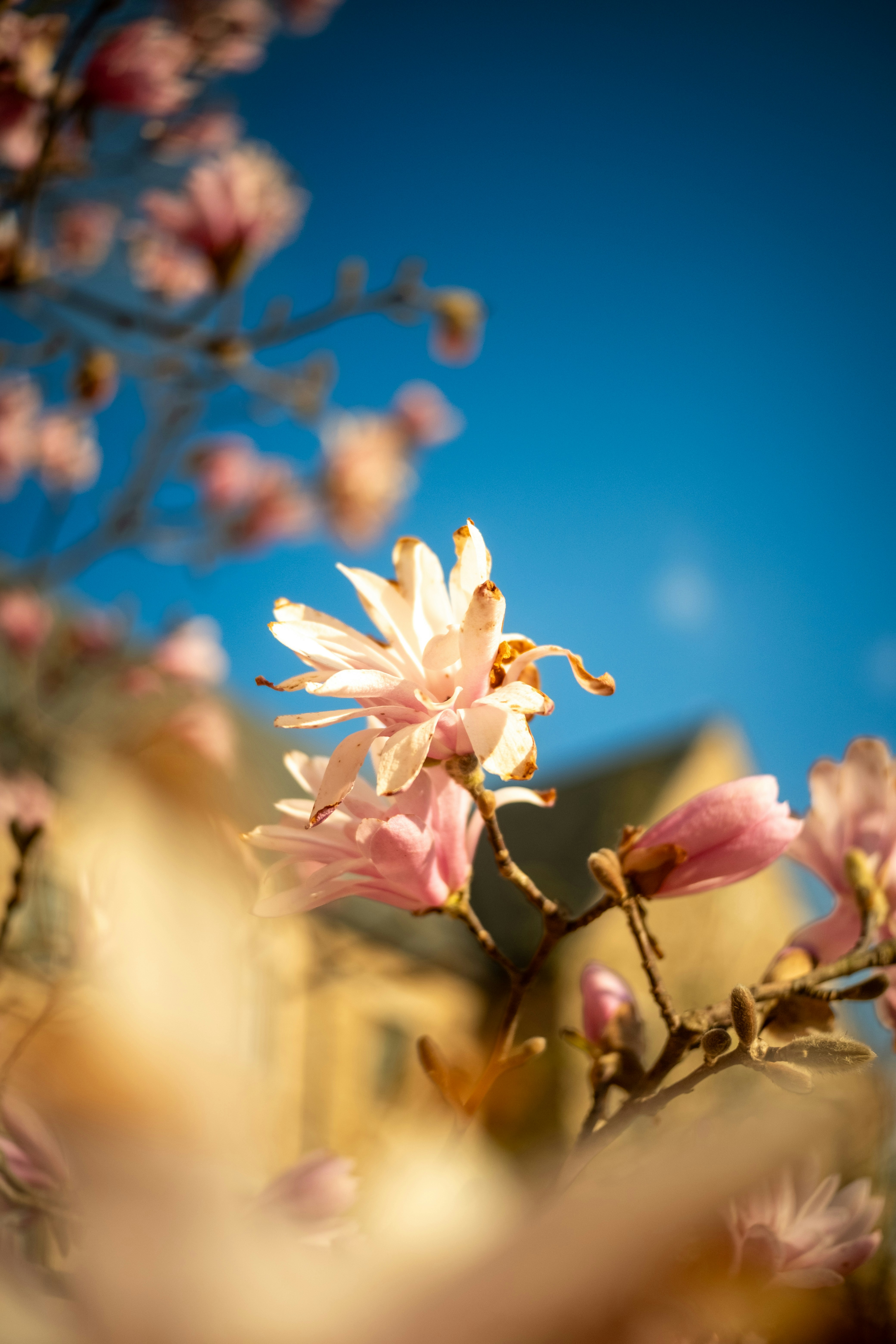 Blossom in Focus: A Sunlit Magnolia Bloom Against a Clear Sky