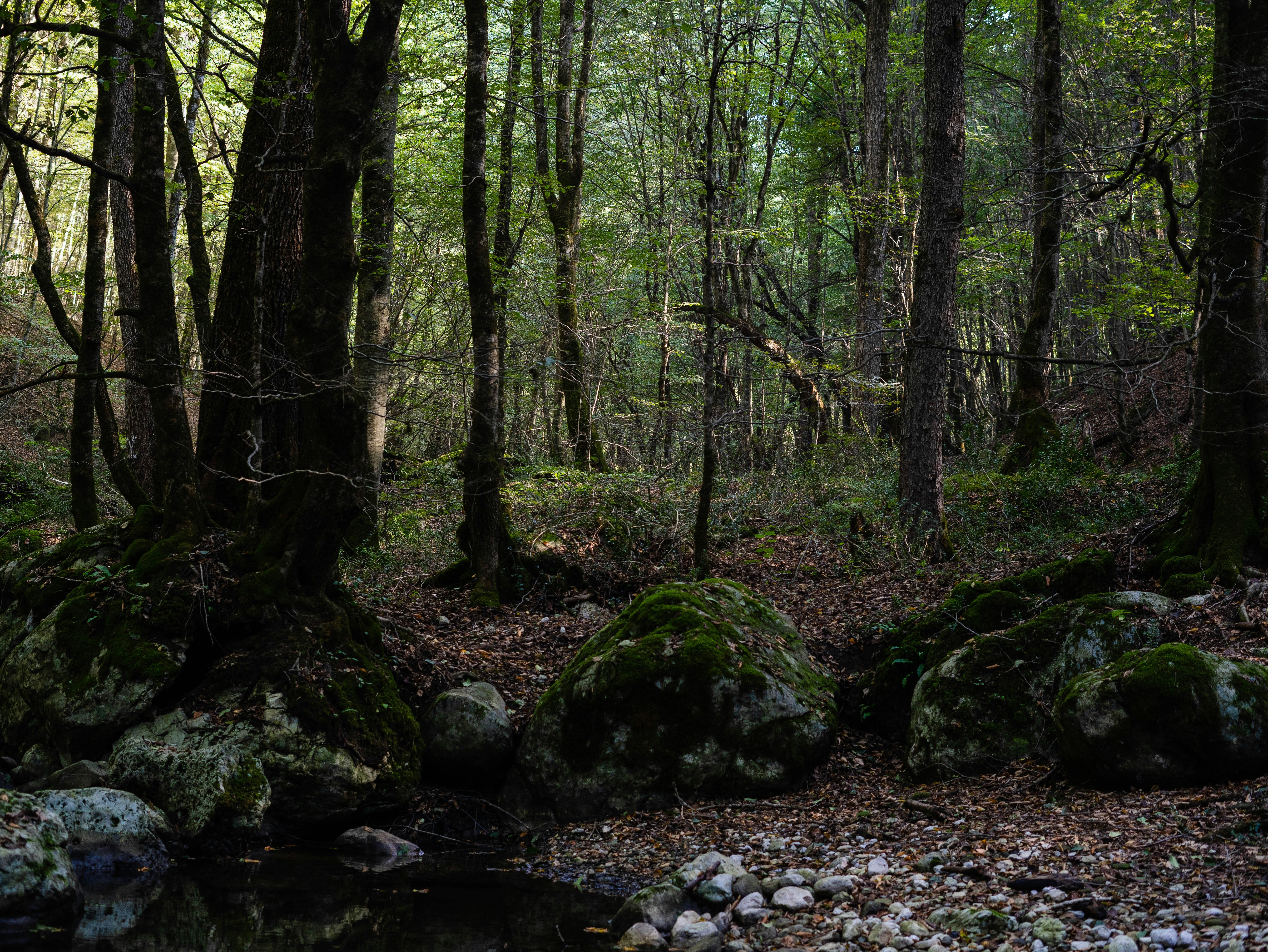  mossy forest border turning to a quiet stream