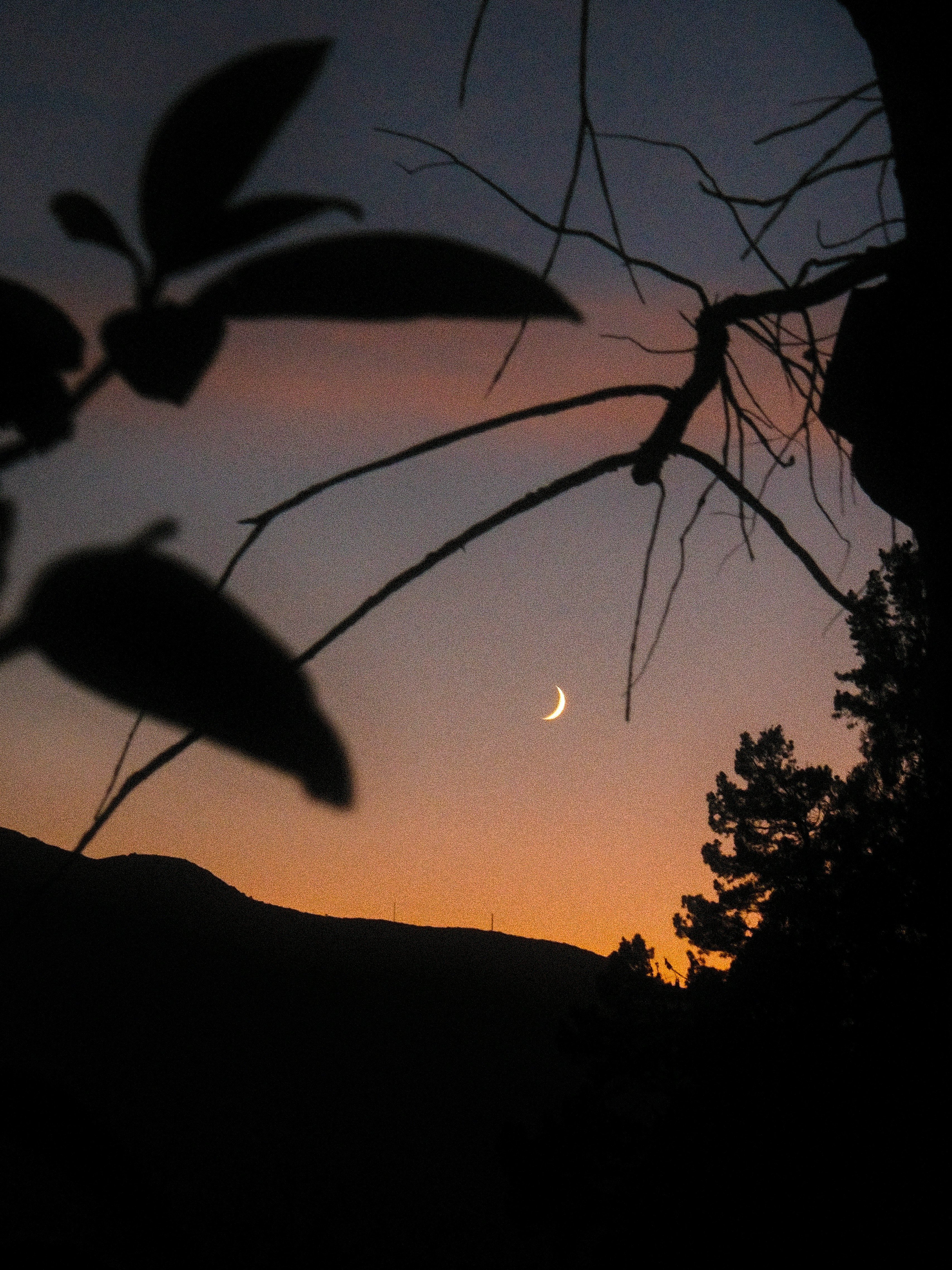 Crescent Night: A Gentle Moon Over Silhouetted Branches