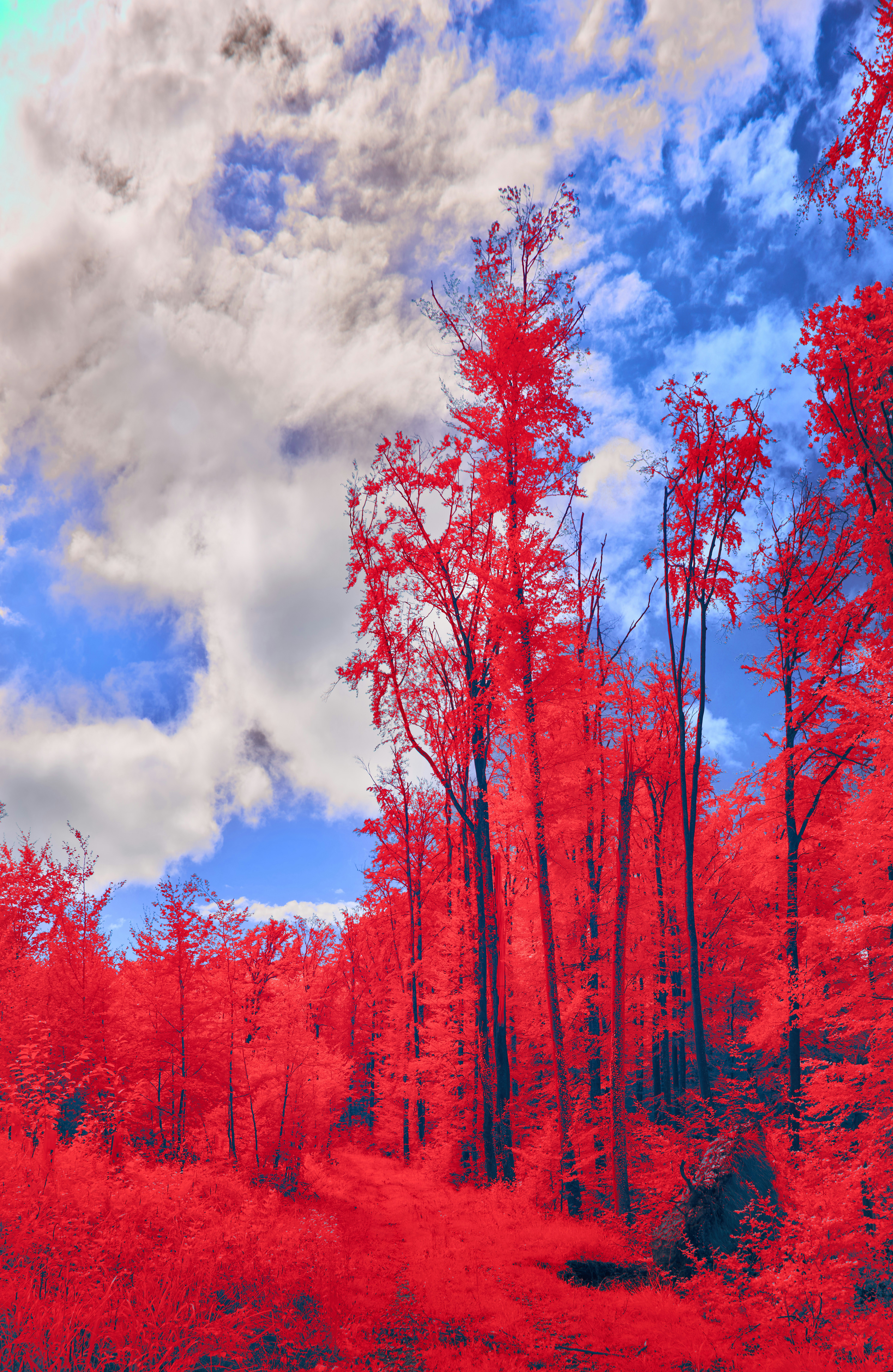 Red Forest Under a Blue Sky: An Infrared Symphony