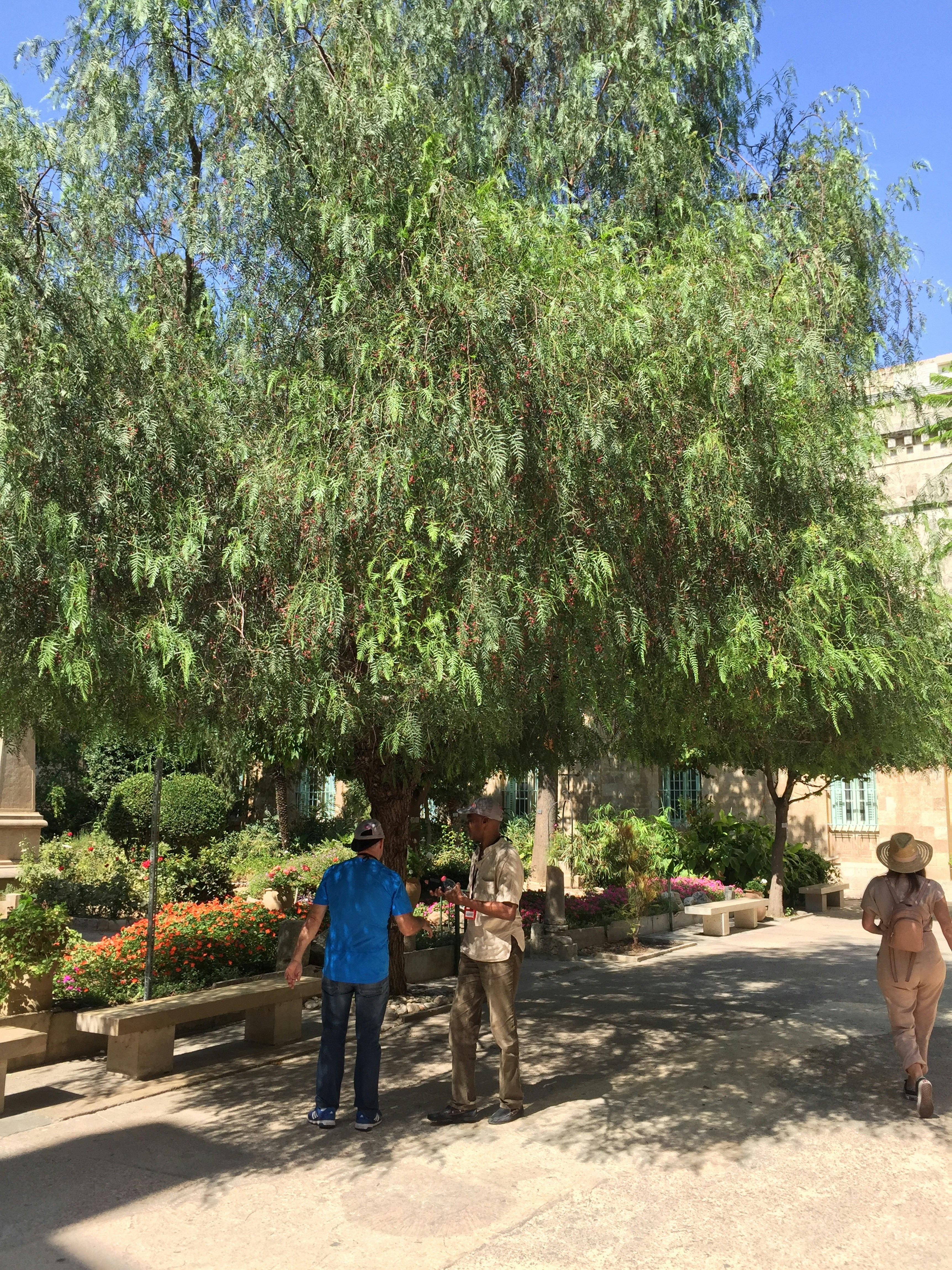 Shaded Courtyard Conversation Beneath a Weeping Tree