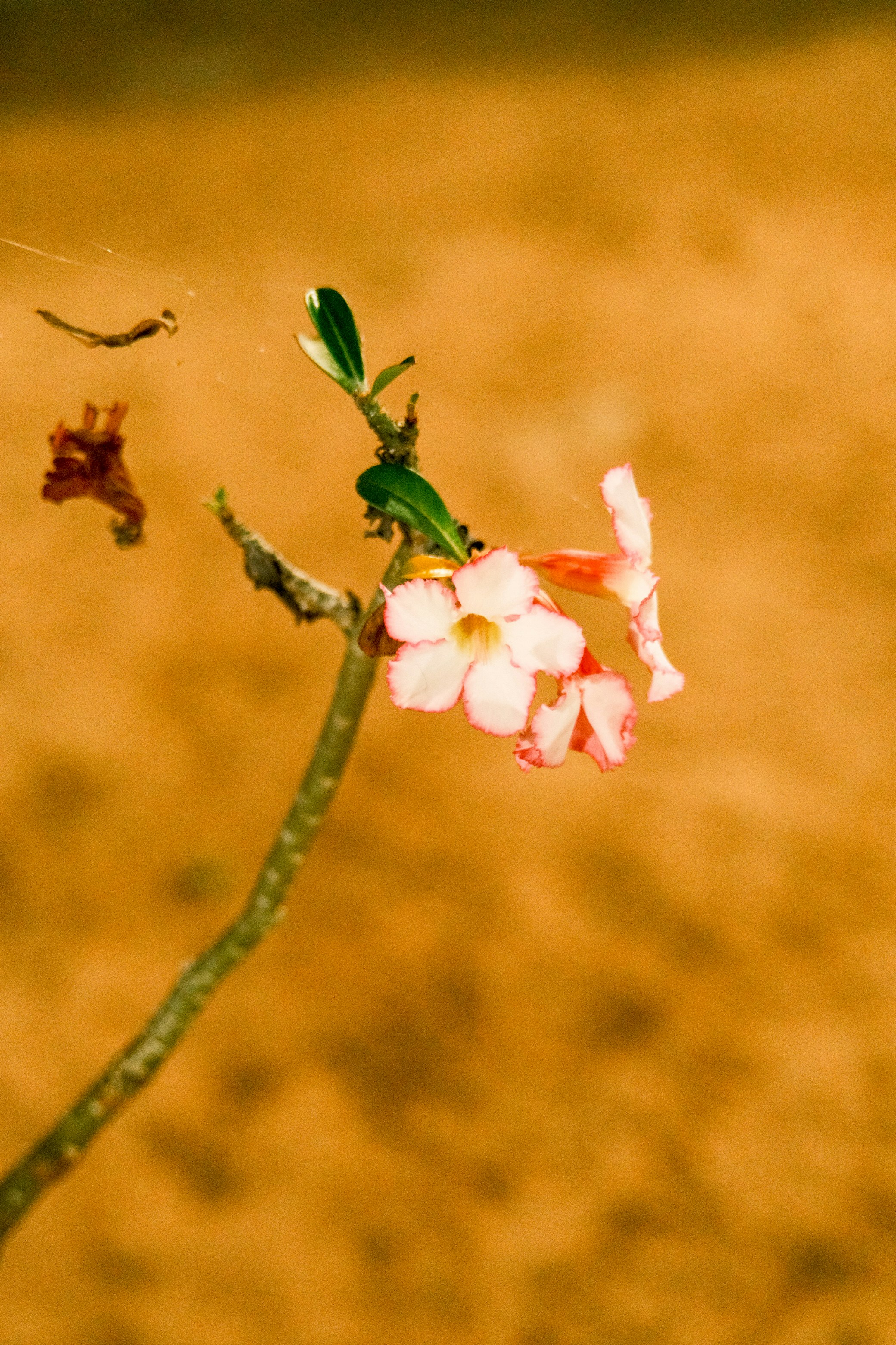 Petals in Focus: Delicate Bloom on a Willow Limb