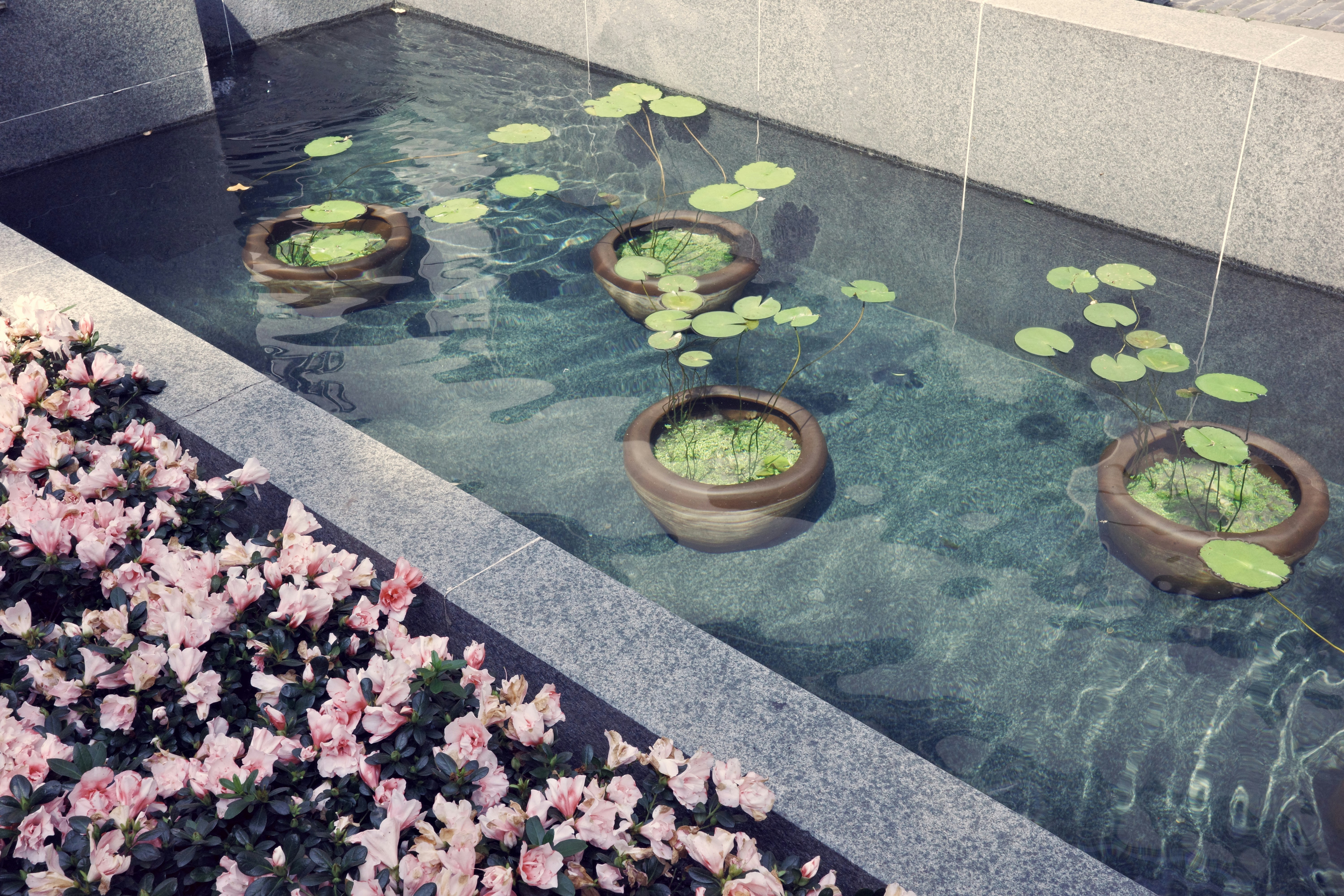 Ceramic pots and lily pads afloat in a turquoise courtyard pool
