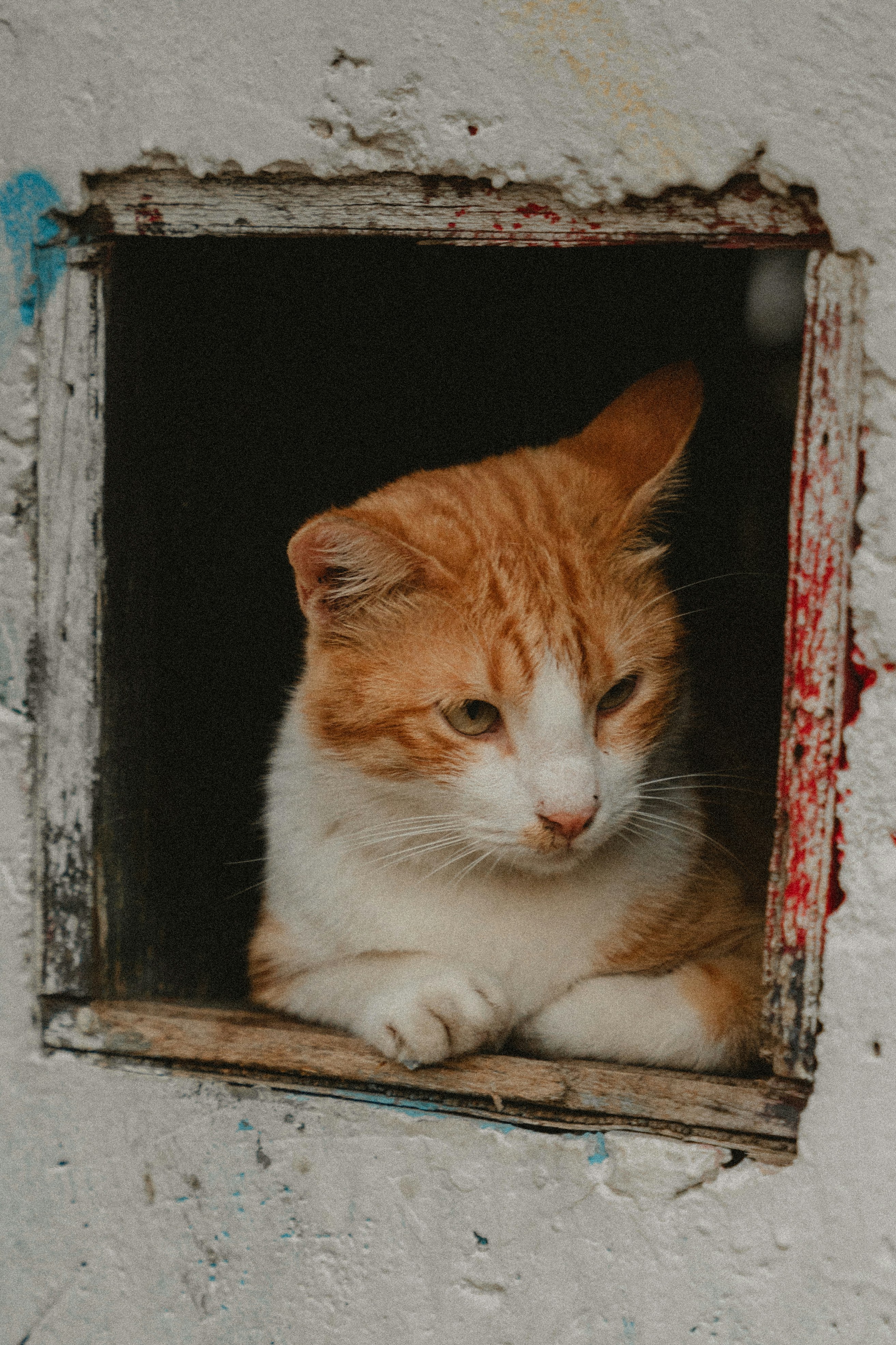 Cat in a Weathered Window: Quiet Gaze from a Crumbling Frame
