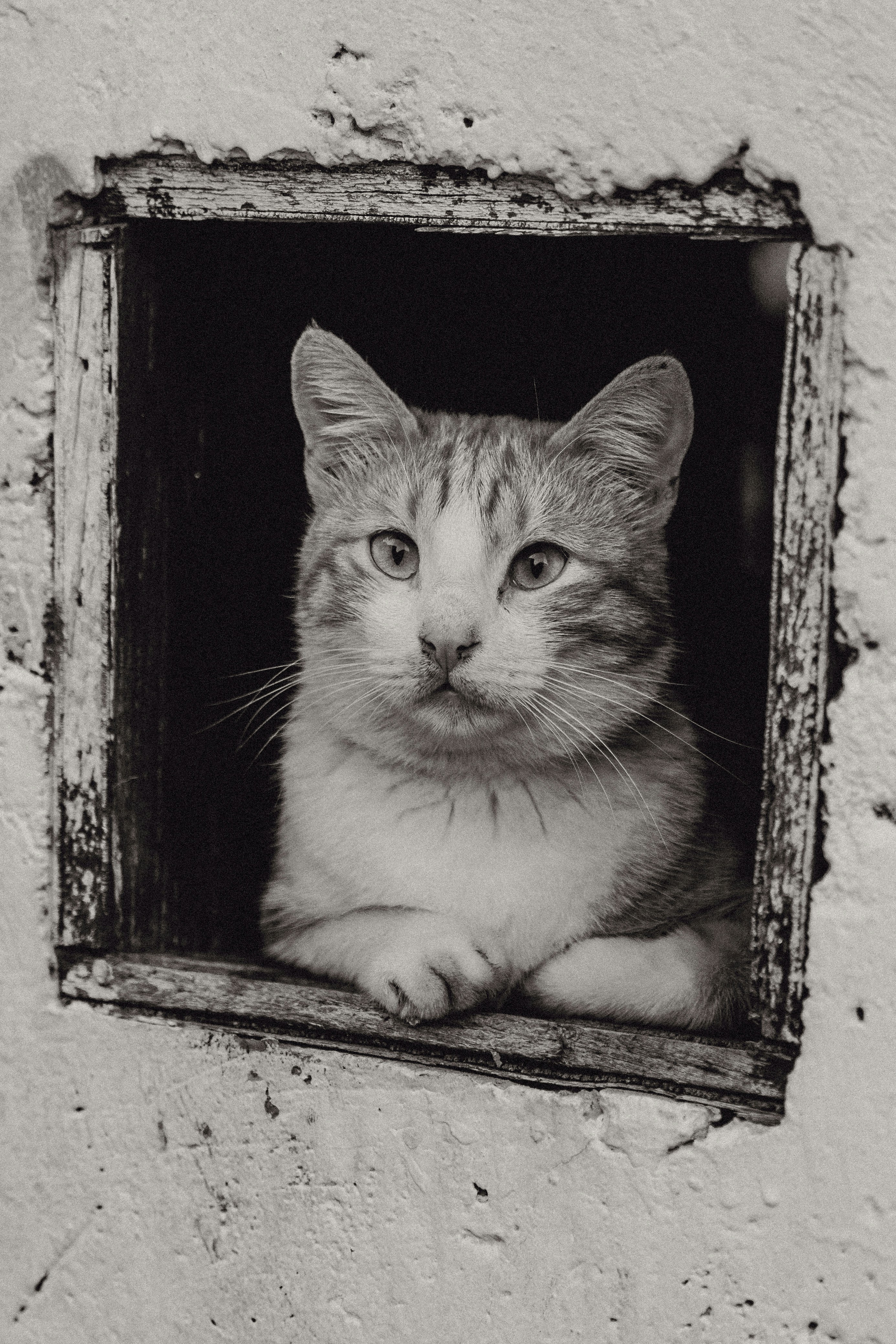 Catpeering Through a Weathered Window: a Quiet Portrait in Sepia