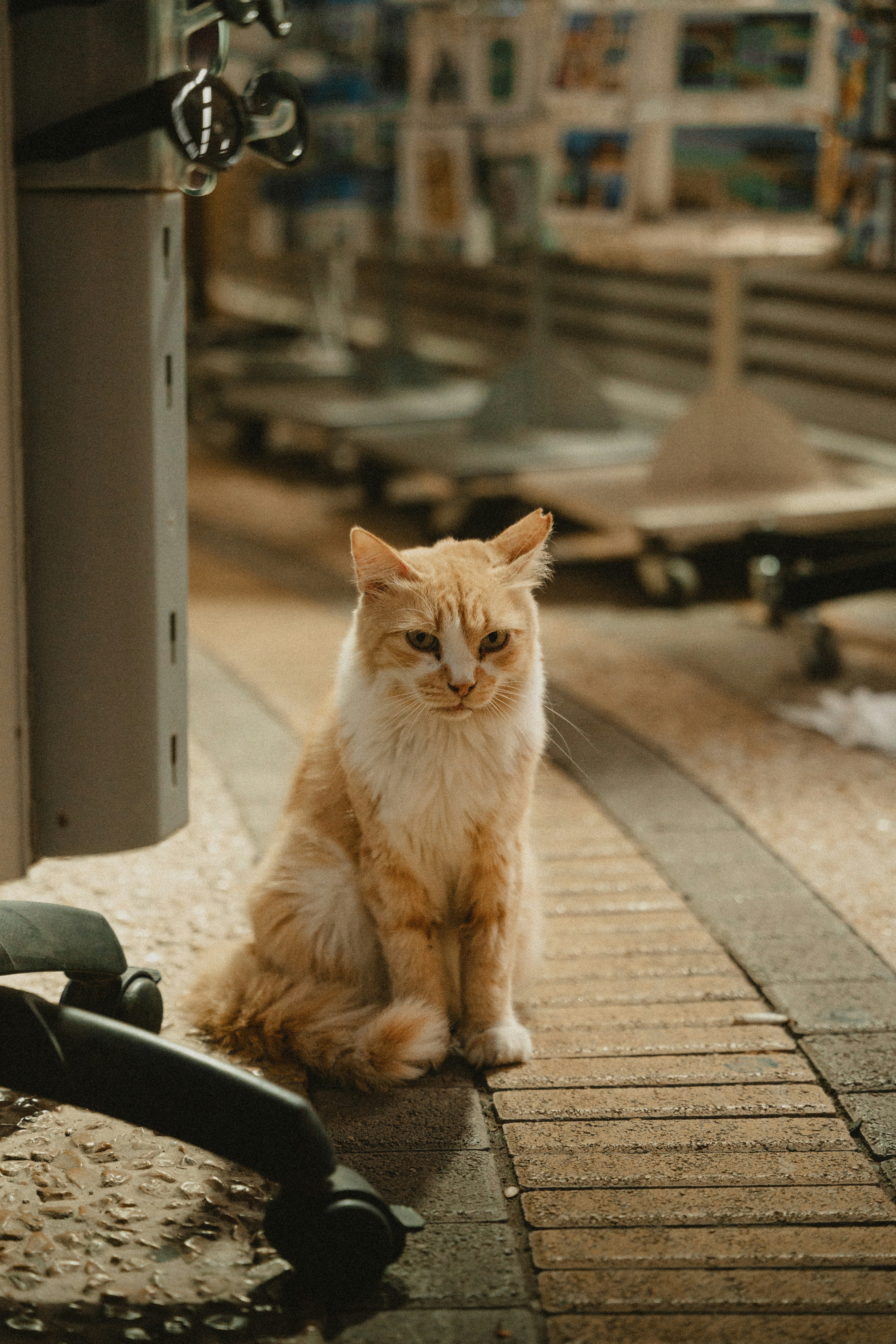 Sunlit Courier: A Ginger Cat in a Quiet Urban Corridor