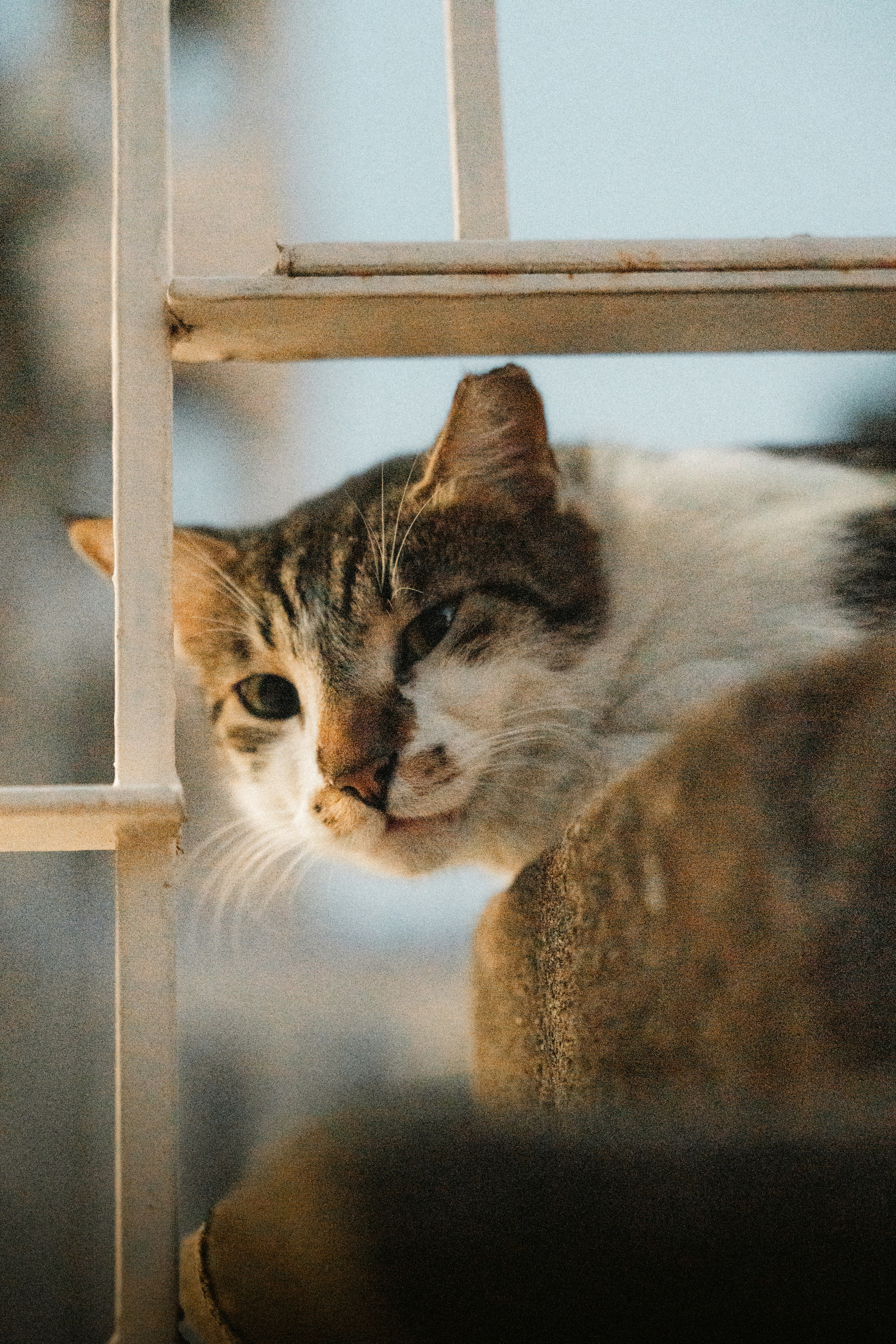 Hidden Gaze: A Cat Peering Between Window Grilles