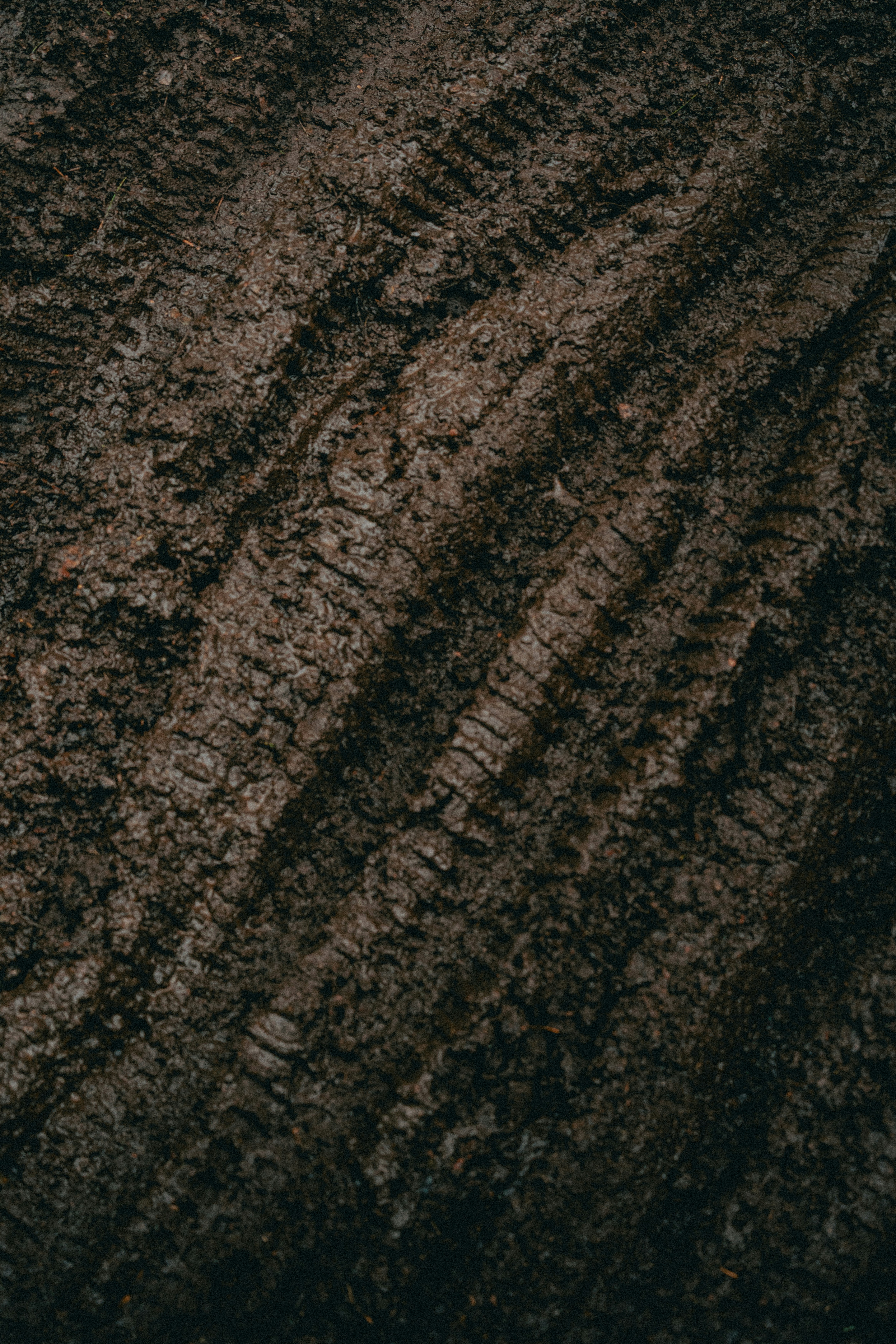 Rugged Bark Texture in Low Light