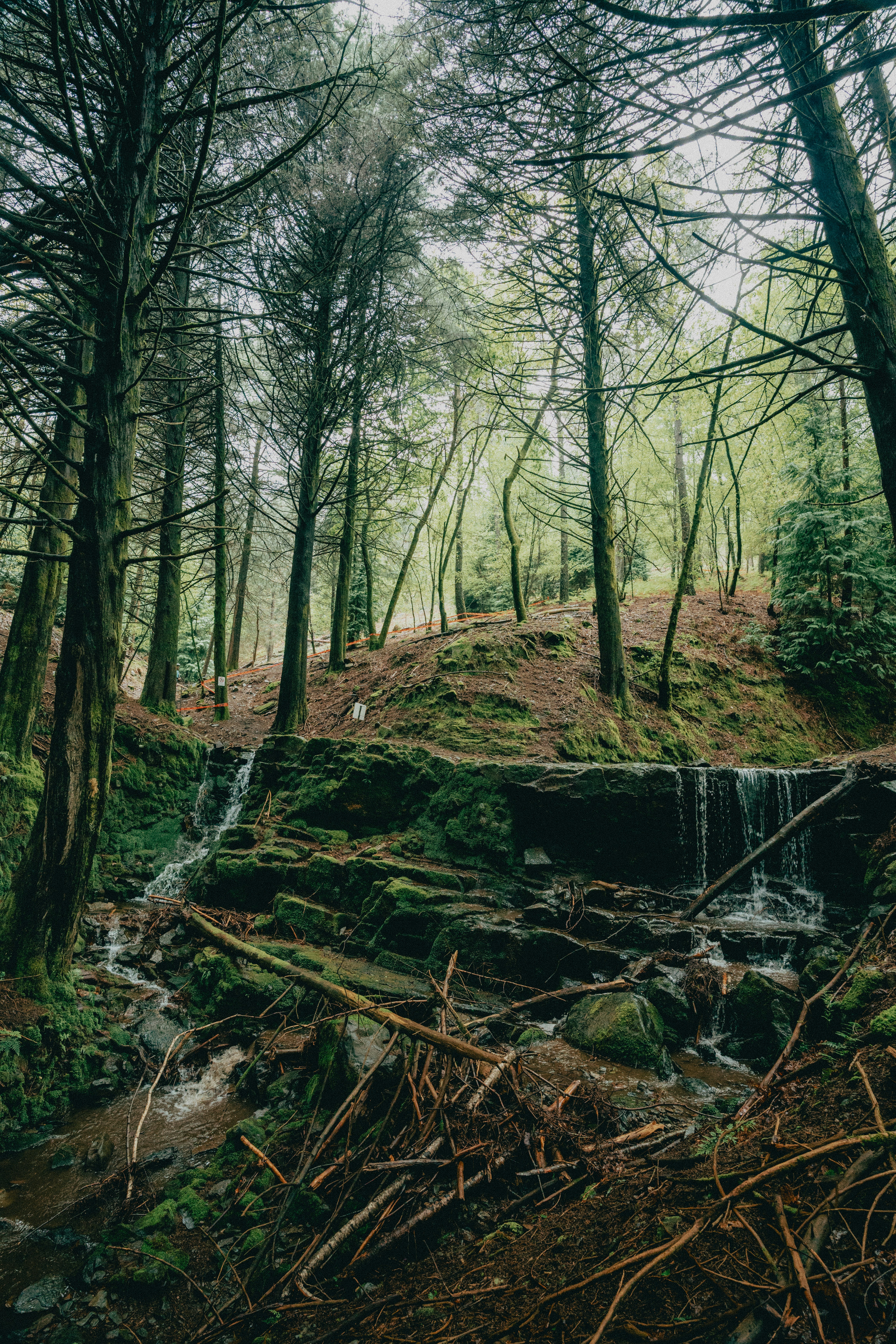  Moss-Crowned Cascade in a Quiet Woodland Glade