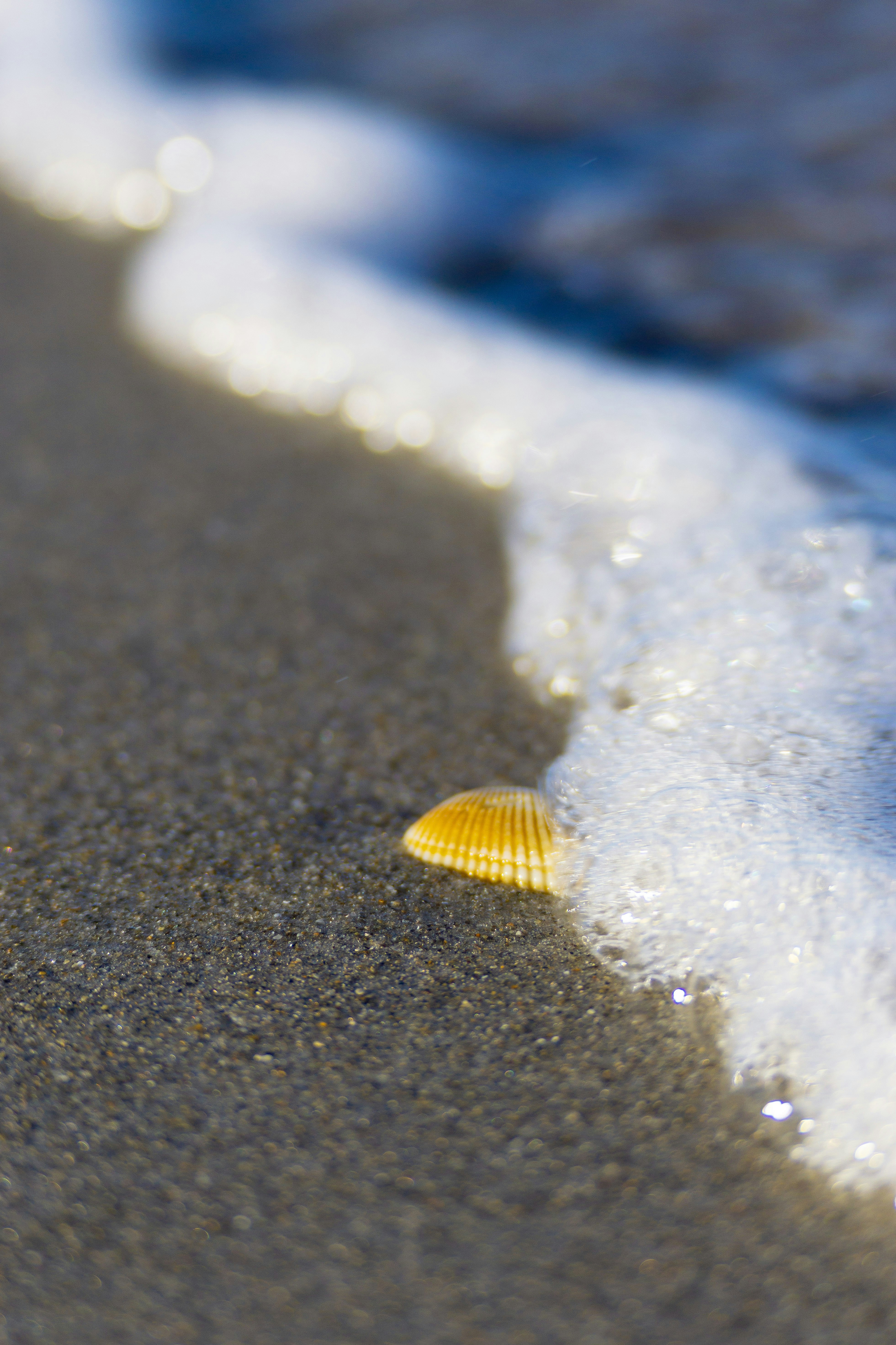 Golden Shell on a Fluxing Shore