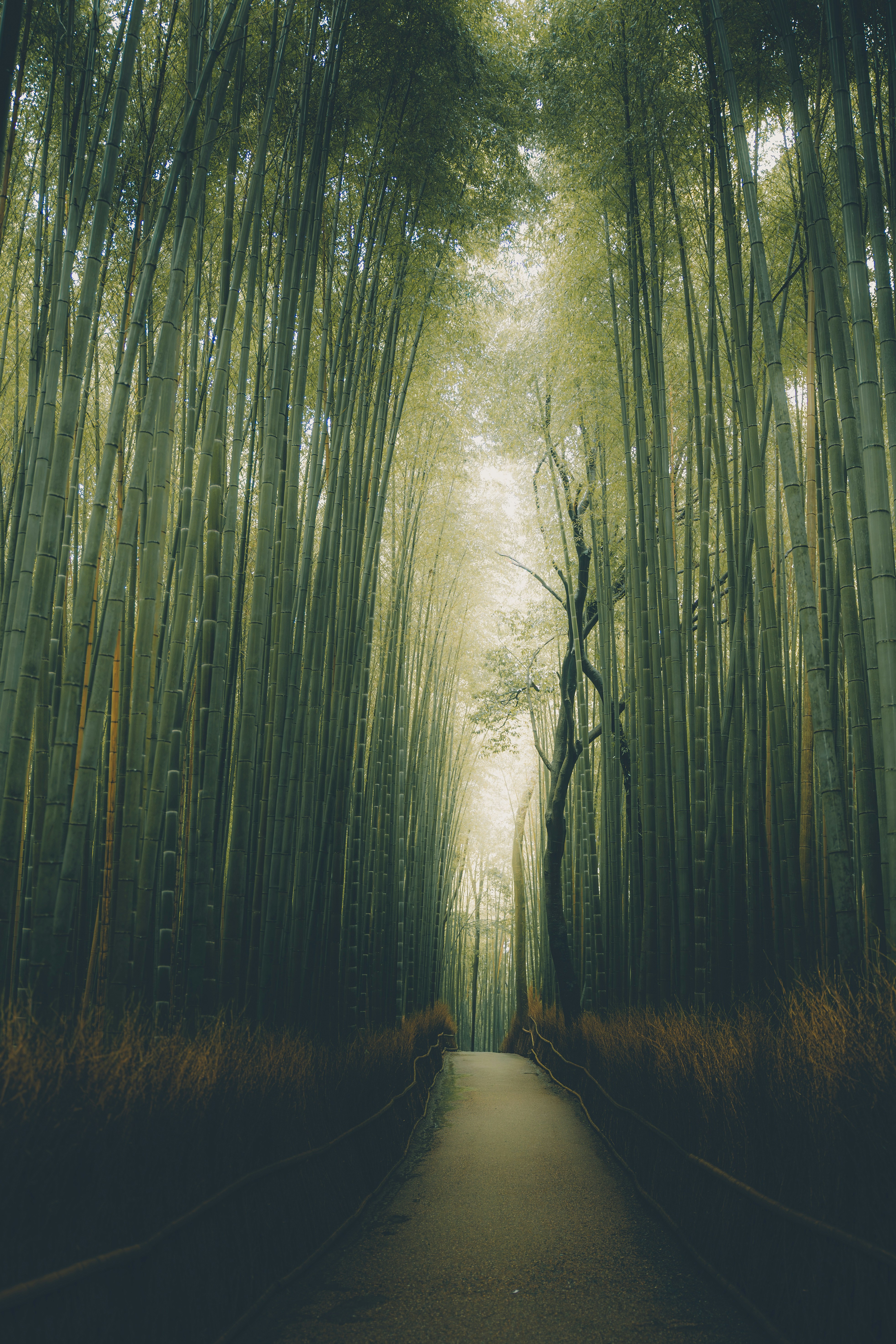 Emerald Alley: A Quiet Bamboo Lane Reaching Toward Light