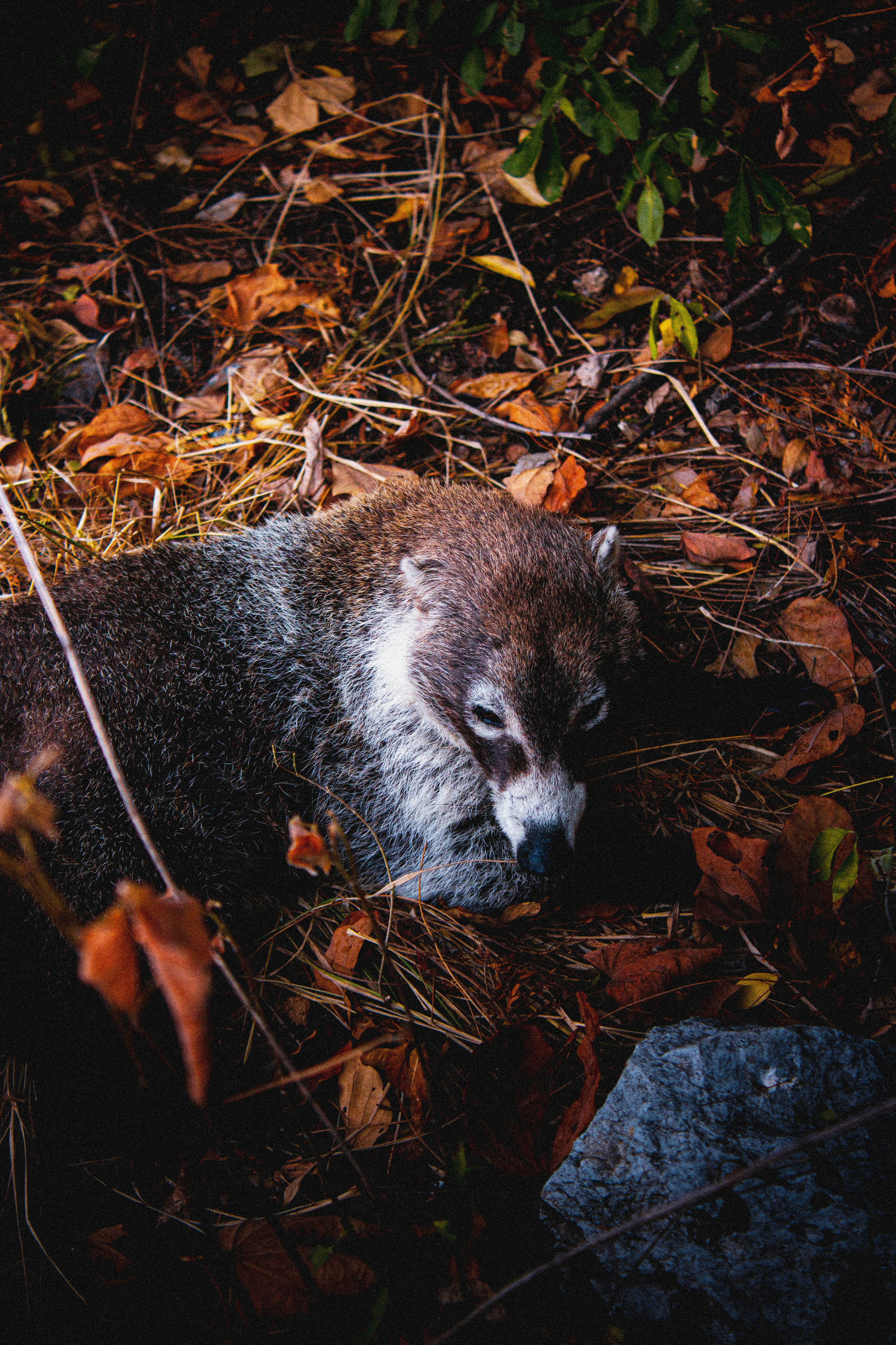 Low Sunken Wake: A Fox Sits Quietly Amid Autumn Leaves