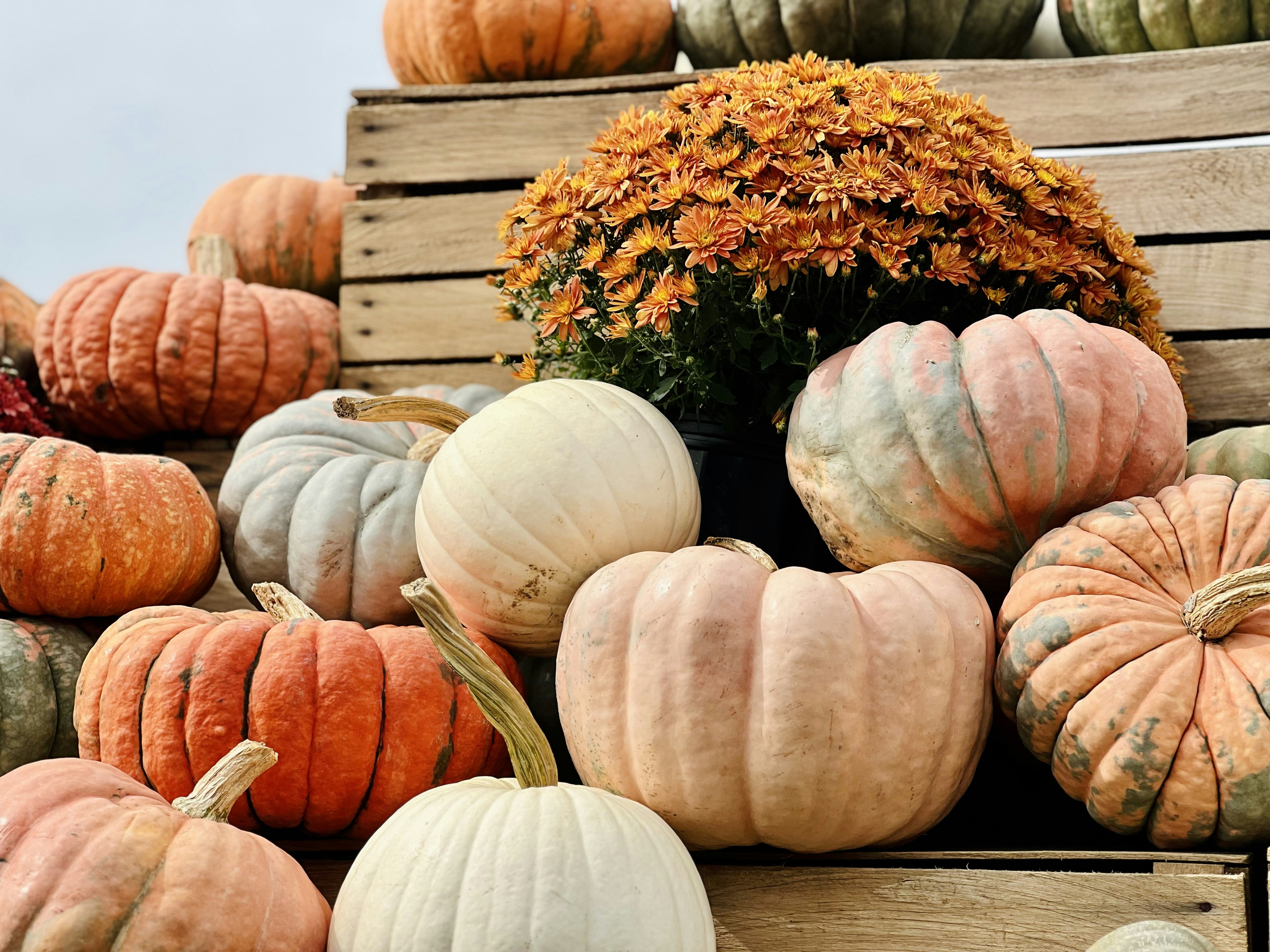 Autumn Display: A Rustic Pumpkin Patch with Warm Floral Accent