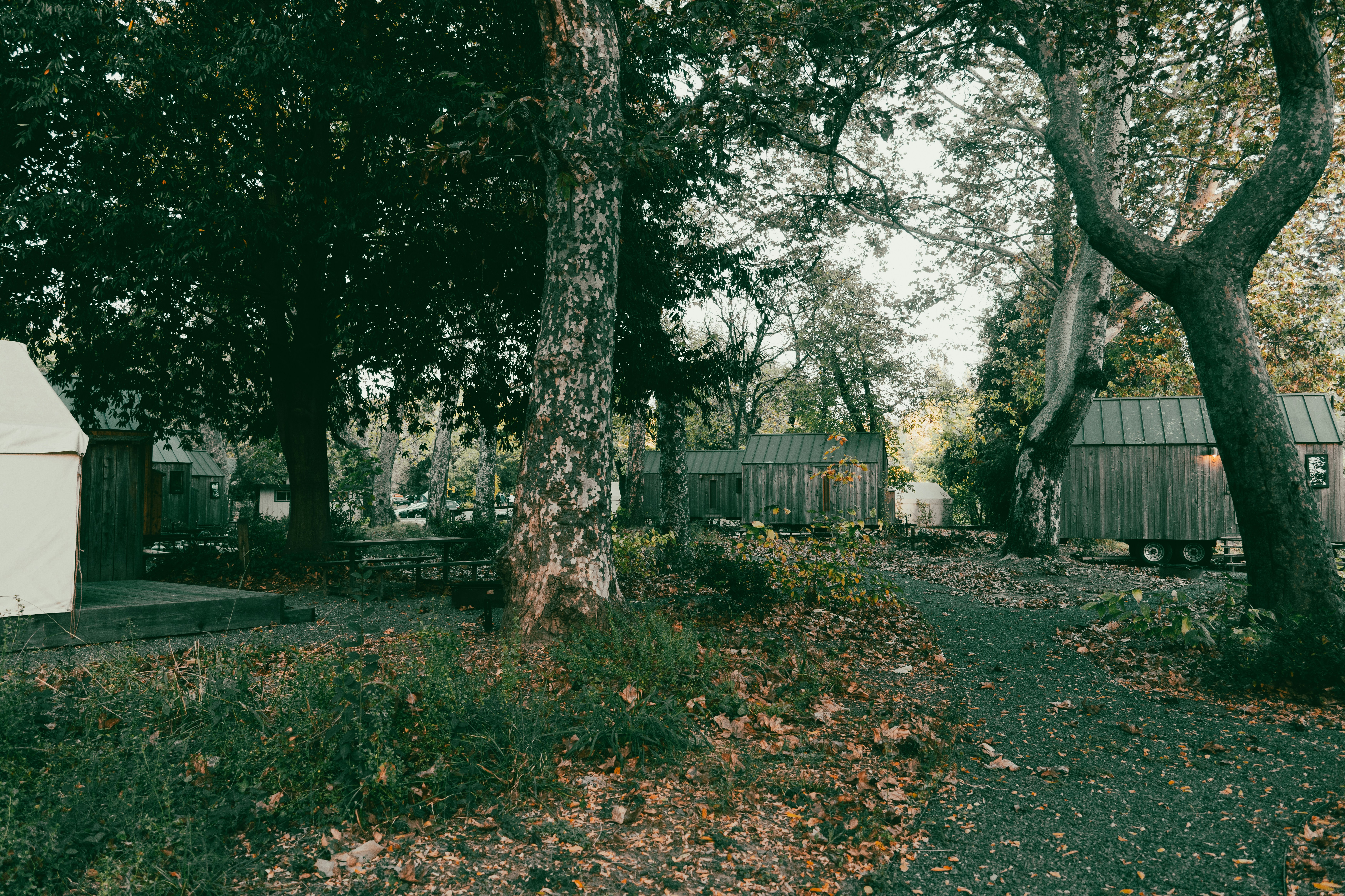 Autumn Grove Encampment: Dappled Light Through the Trees