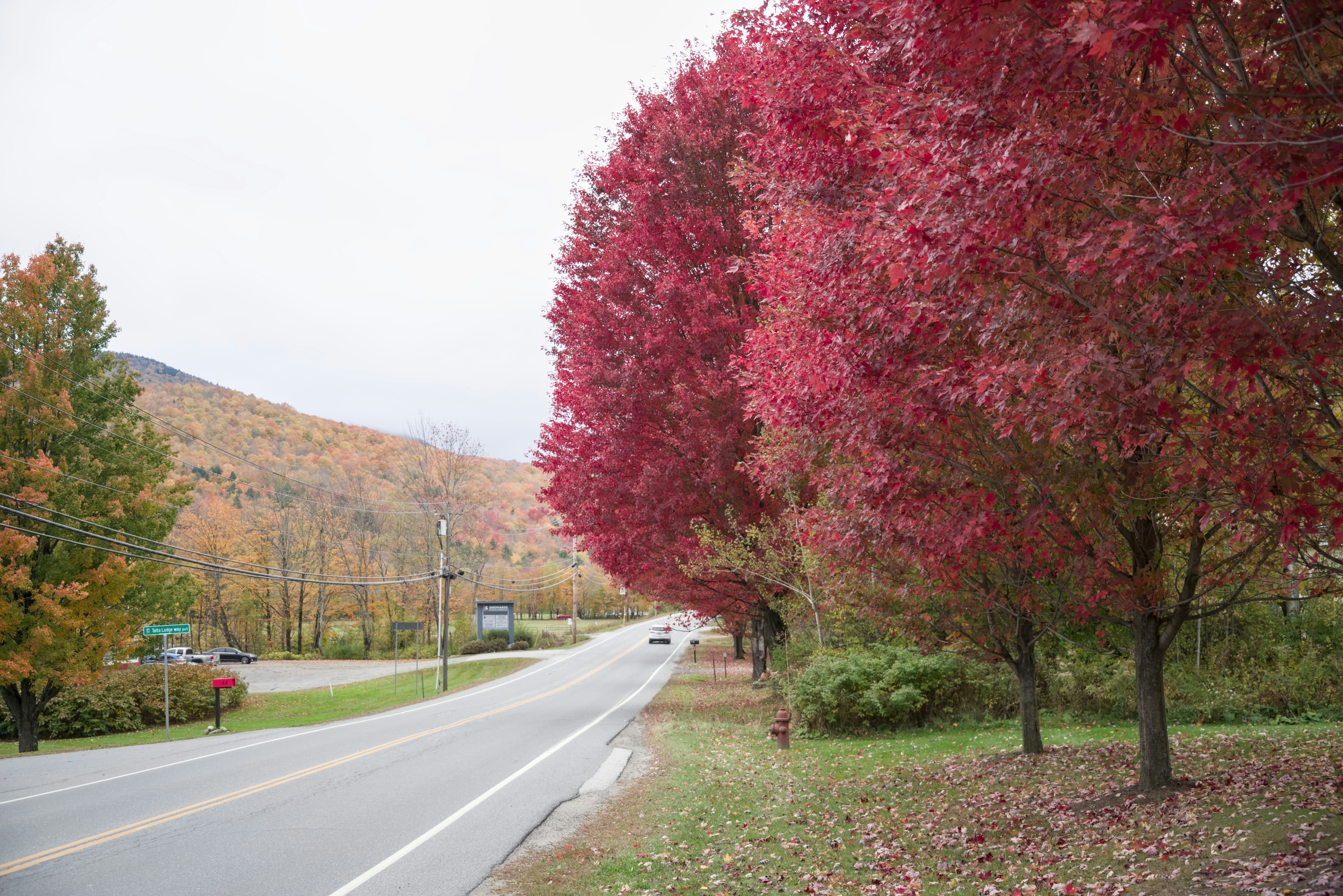 Vibrant red-leaved trees line a roadside scene with a quiet two-lane road and distant hills; a calm autumn composition highlighting seasonal color contrast.